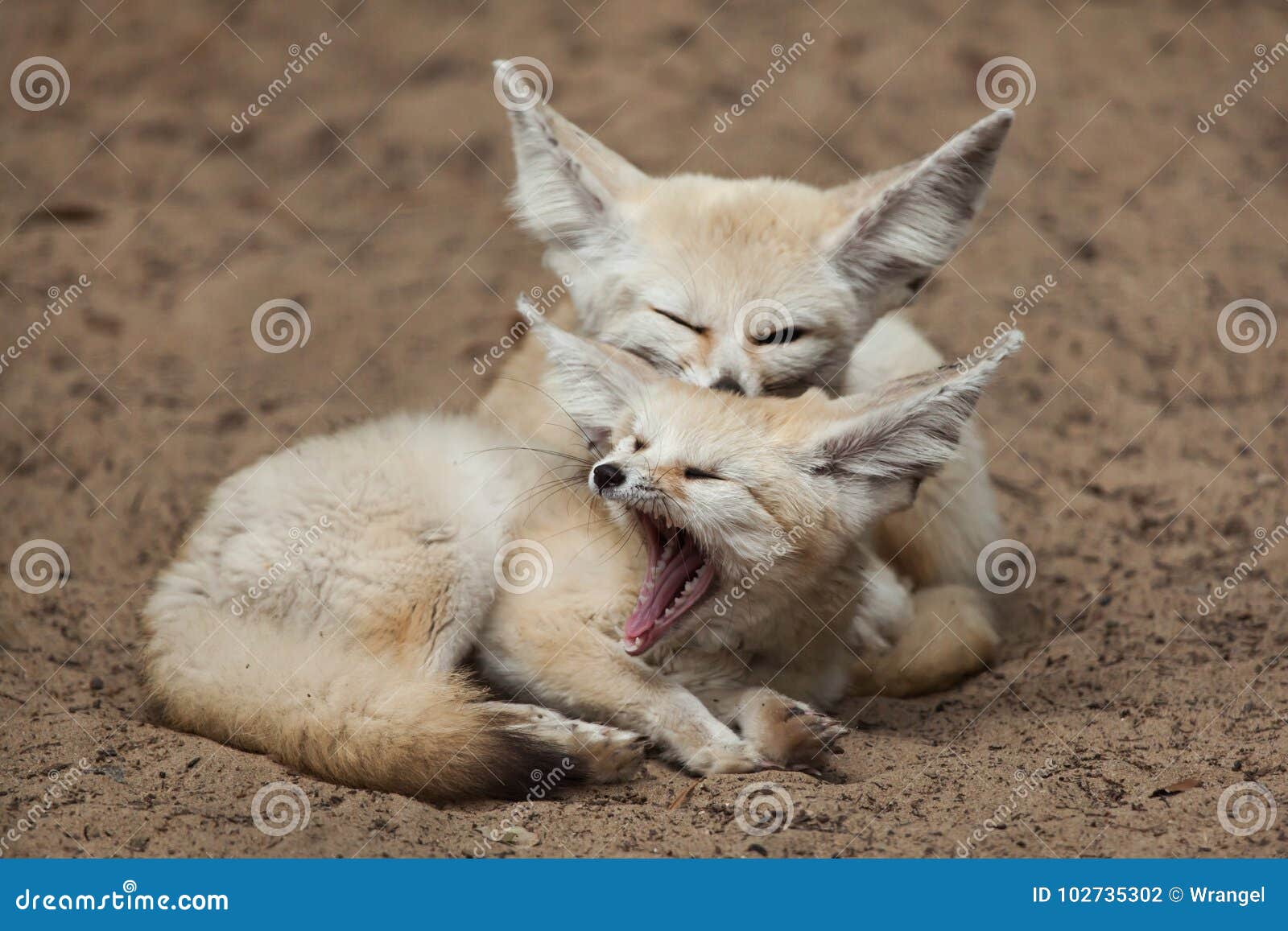 Fenneken Vulpes zerda stockfoto. Bild von asien, leben - 102735302