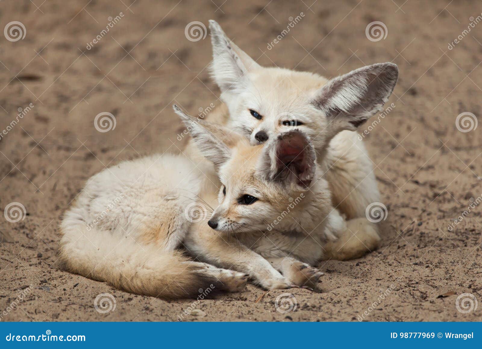 Fenneken Vulpes zerda stockbild. Bild von arabien, fauna - 98777969