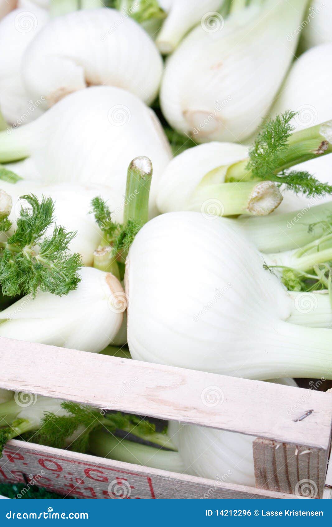 Fennel stock photo. Image of gastronomy, food, nature - 14212296
