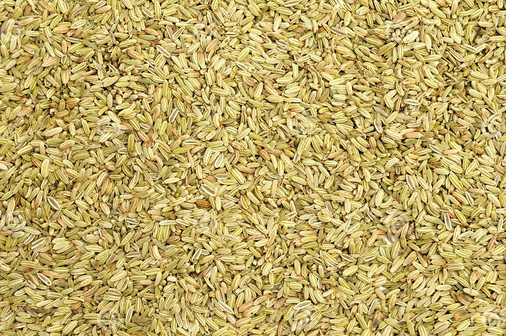 Fennel stock photo. Image of botanical, bunch, food, seed - 15370102
