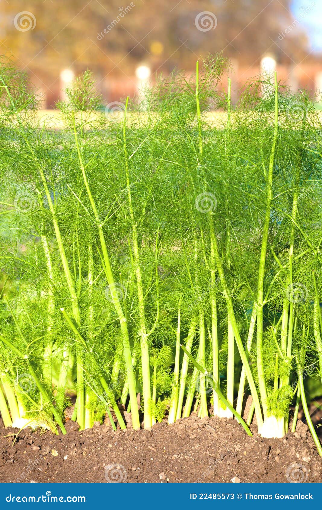 Fennel stock image. Image of earth, organic, fresh, farming - 22485573