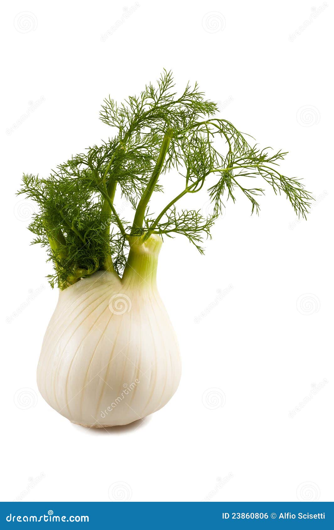 Fennel stock photo. Image of gardener, isolated, aromatic - 23860806