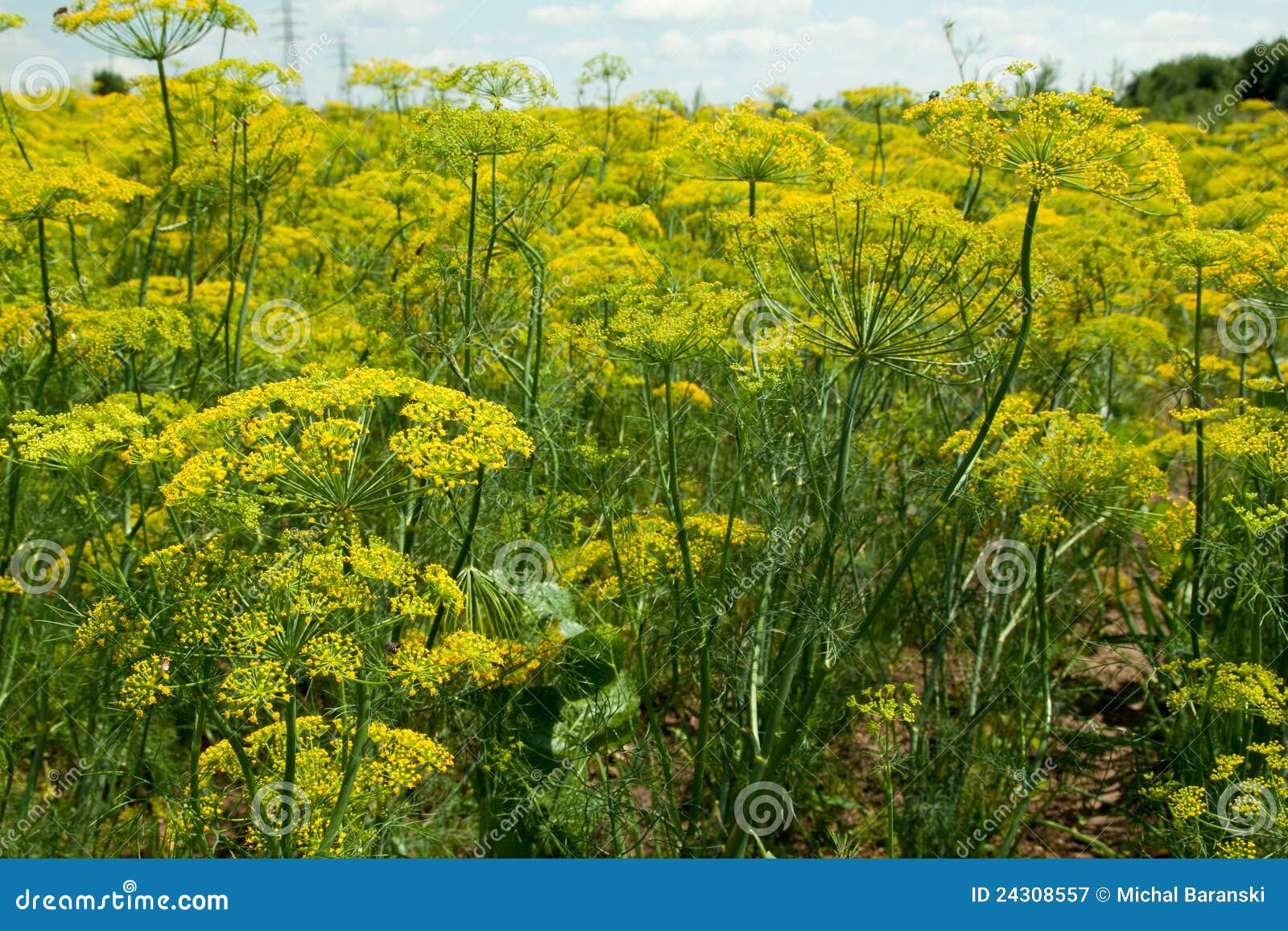Fennel stock image. Image of fennel, grow, agriculture - 24308557