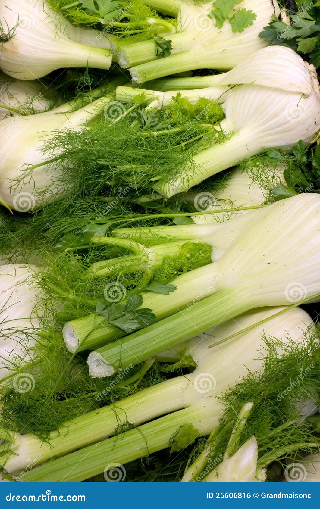 Fennel stock photo. Image of closeup, anise, organic - 25606816