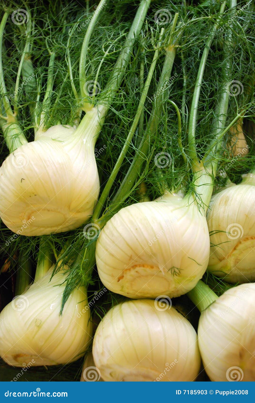 Fennel stock image. Image of herb, vegetable, ingredient - 7185903