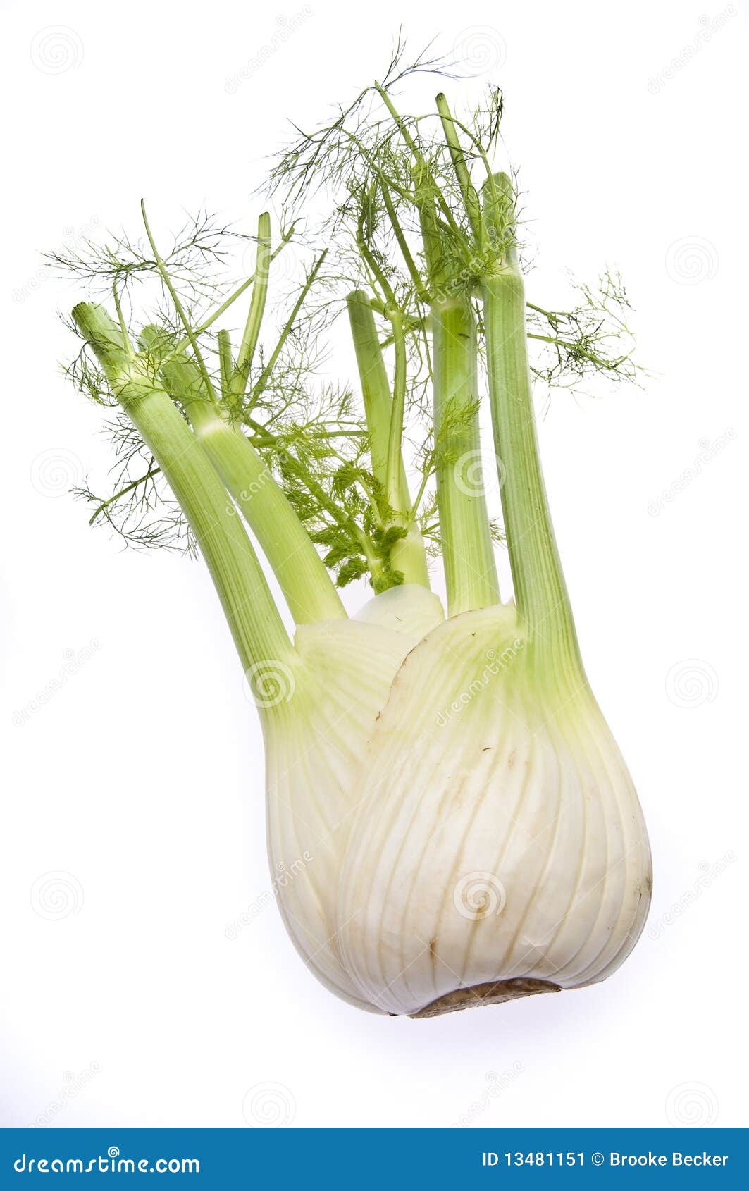 Fennel Bulb stock image. Image of garnish, cooking, gourmet - 13481151