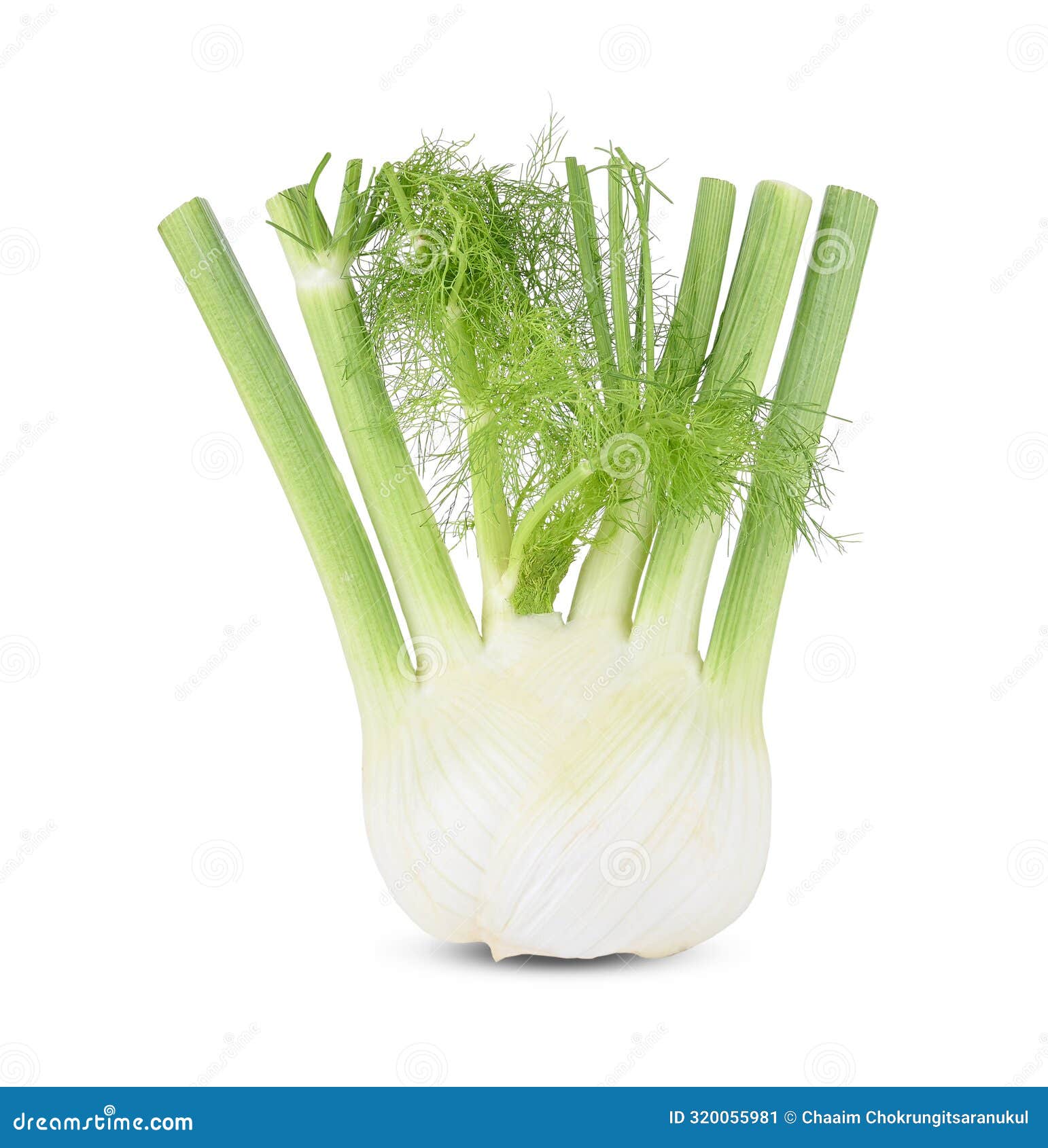 Whole Fresh Fennel Bulb Isolated on White Background Stock Image ...