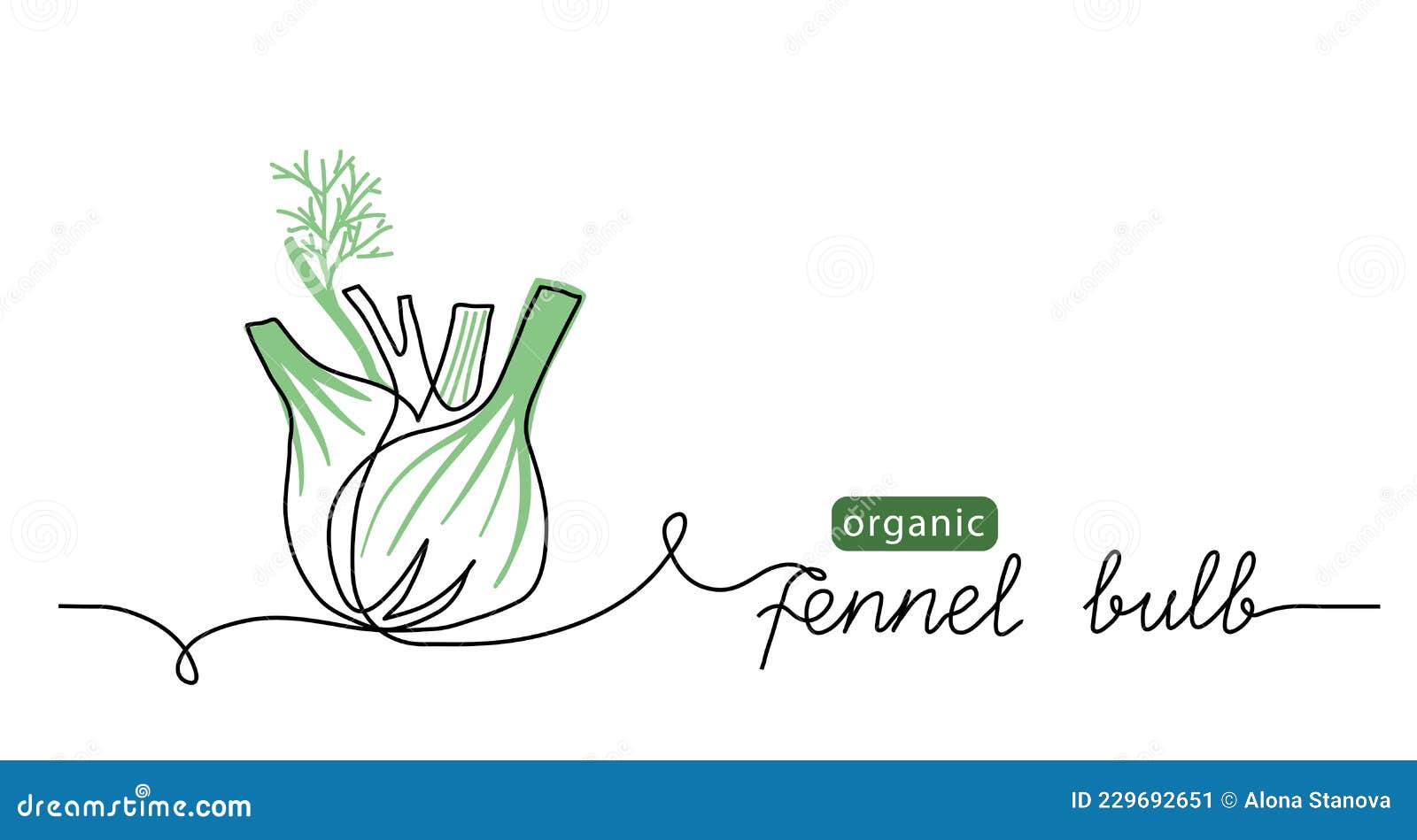 Fennel Bulb Simple Vector Illustration. One Line Art Drawing with ...