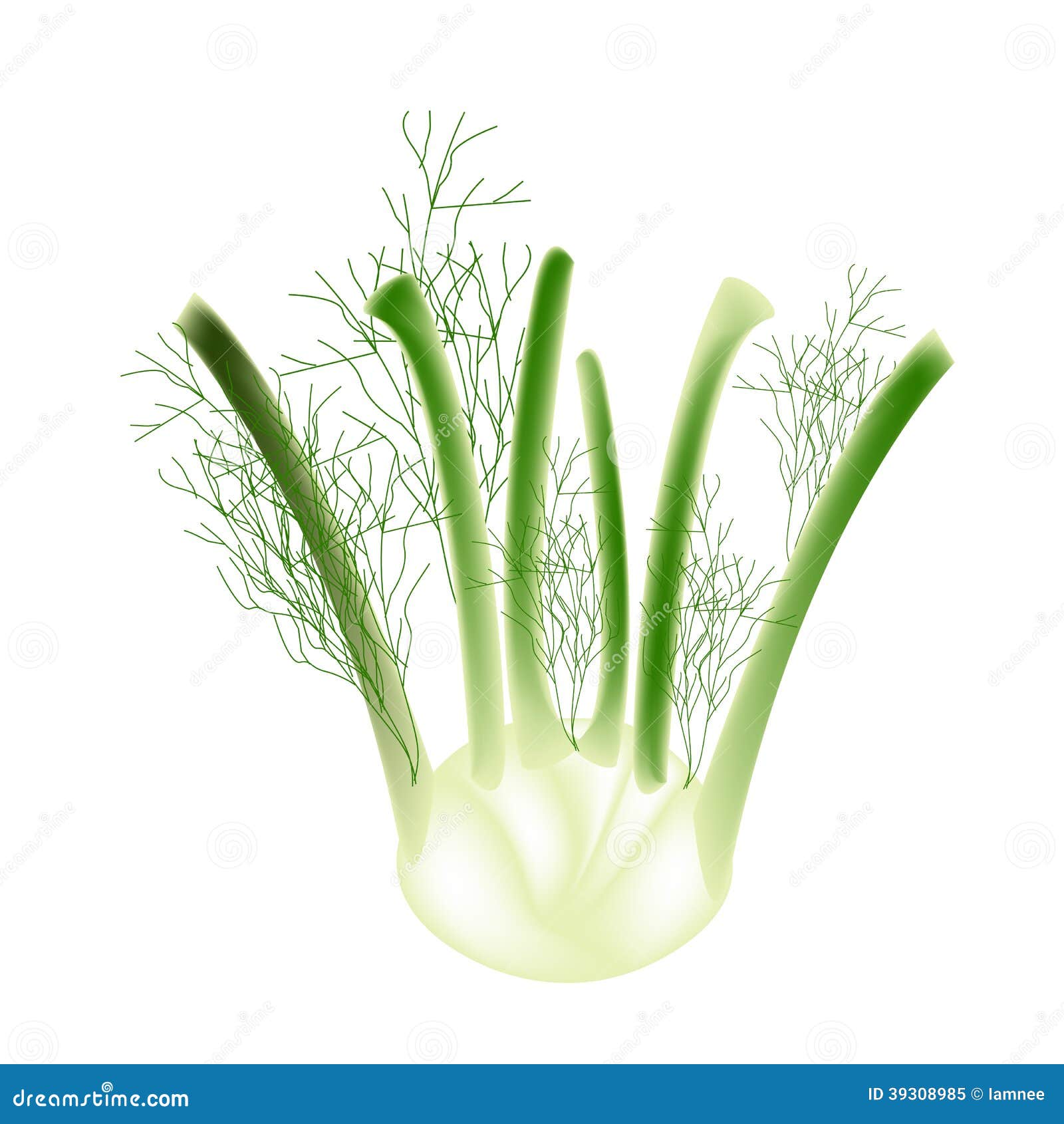 A Fennel Bulb on a White Background Stock Vector - Illustration of ...