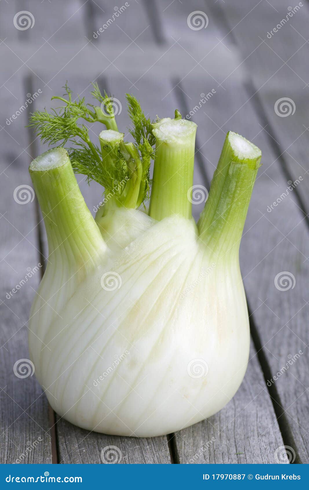 Fennel close-up stock image. Image of diet, fennel, healthy - 17970887