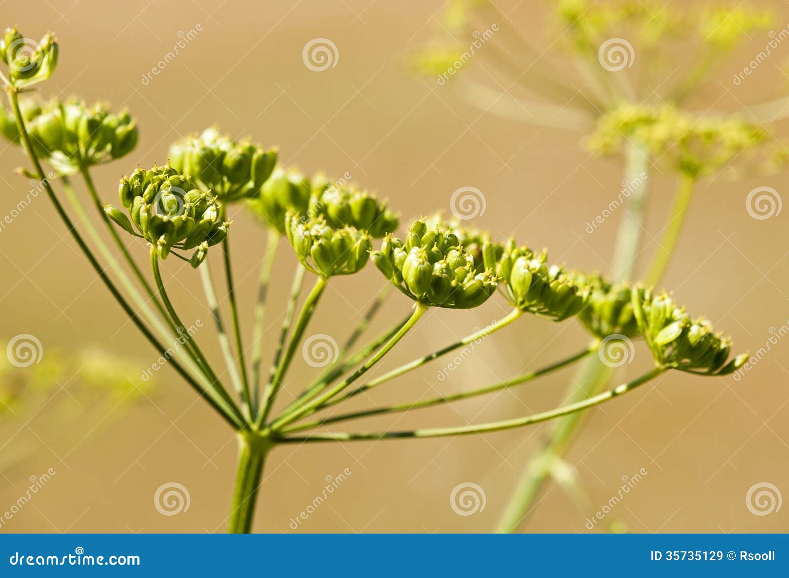 Fennel (close up) stock image. Image of botany, plants - 35735129