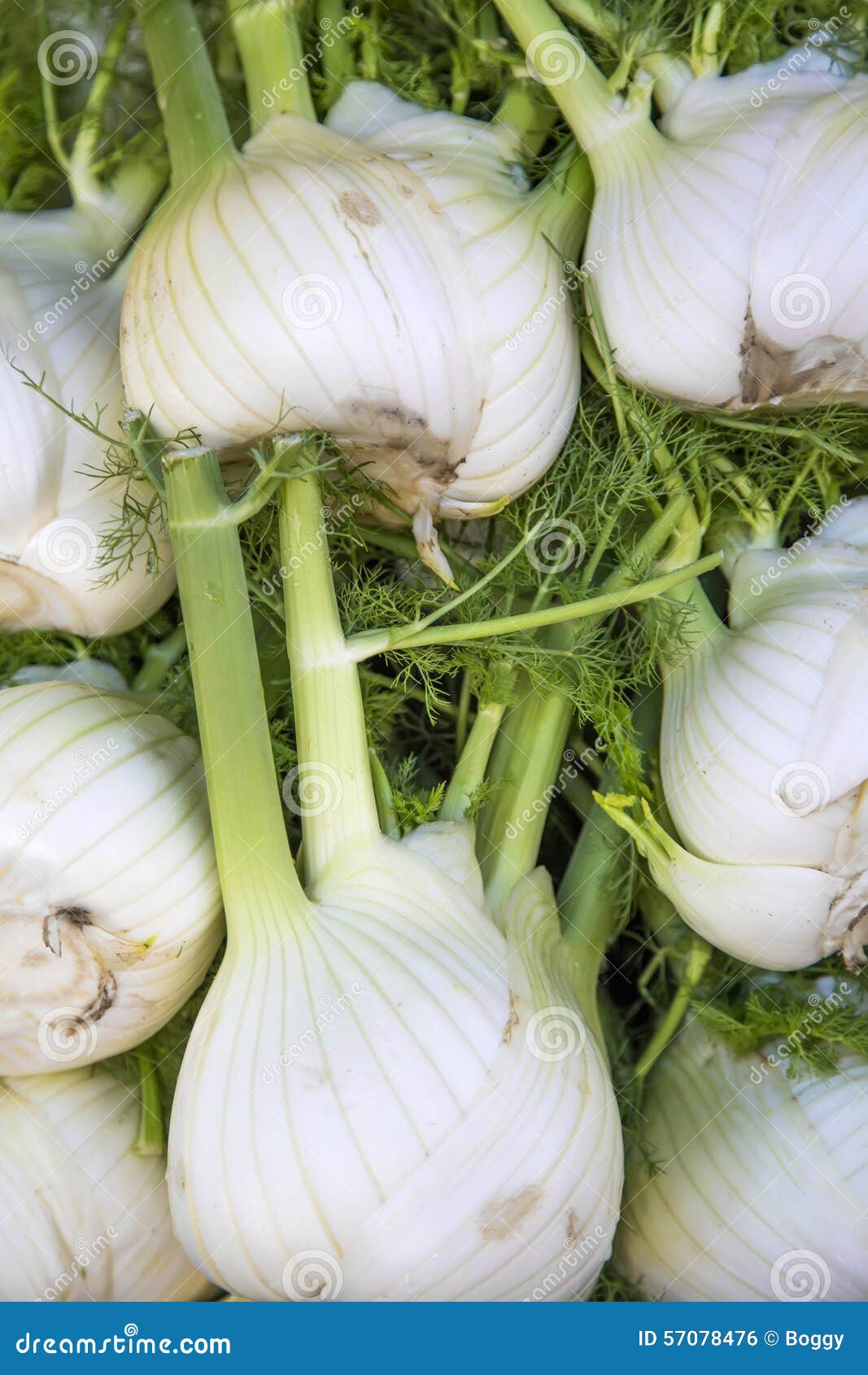 Fennel stock photo. Image of vegetable, ingredients, closeup - 57078476