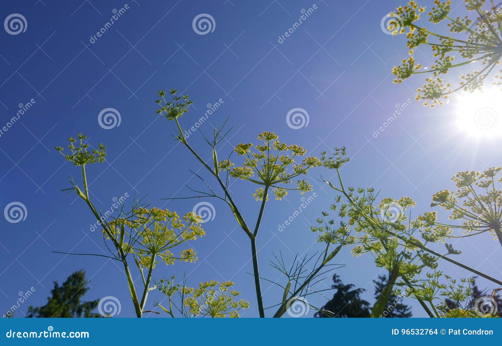 Fennel flowers stock photo. Image of sunshine, clear - 96532764