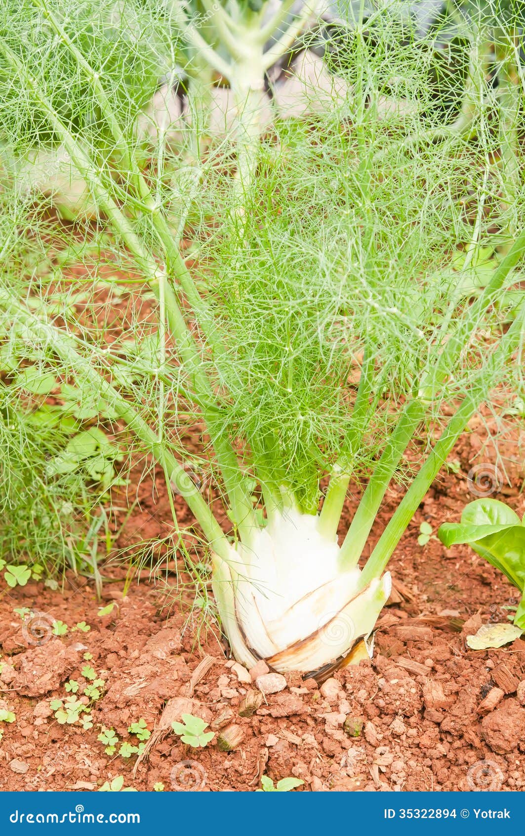 Fennel stock photo. Image of foeniculum, healthy, botany - 35322894
