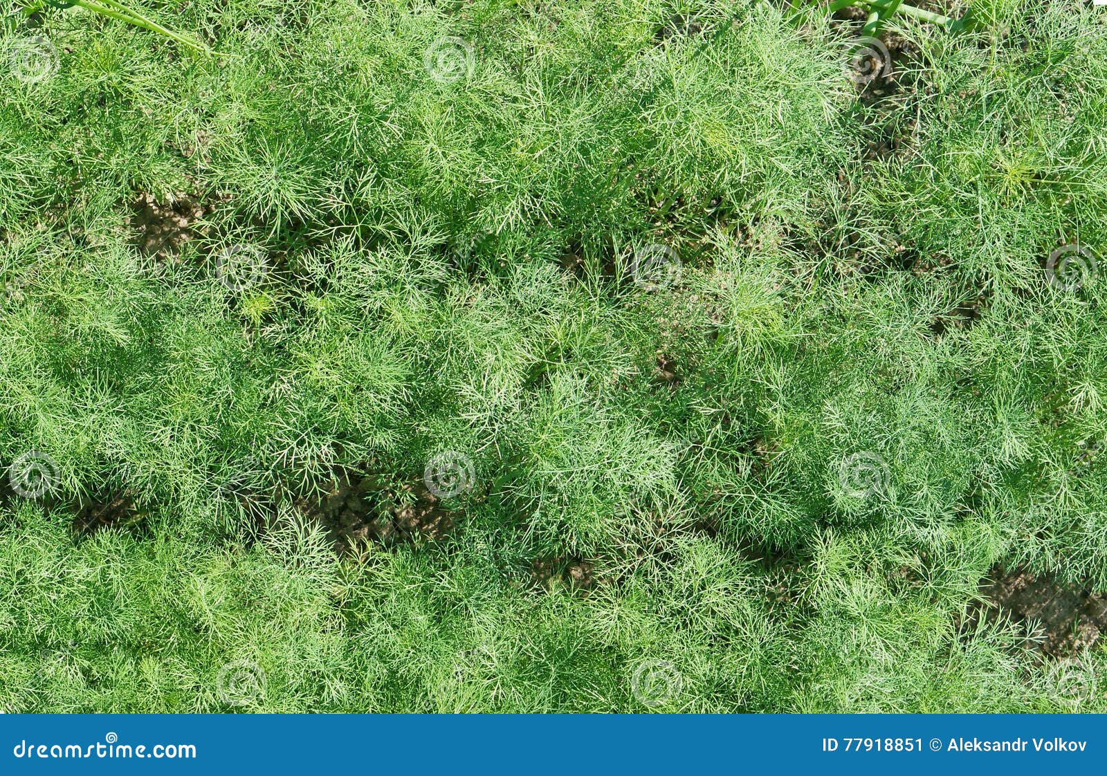 Fennel fresh plants stock image. Image of natural, vegetarian - 77918851