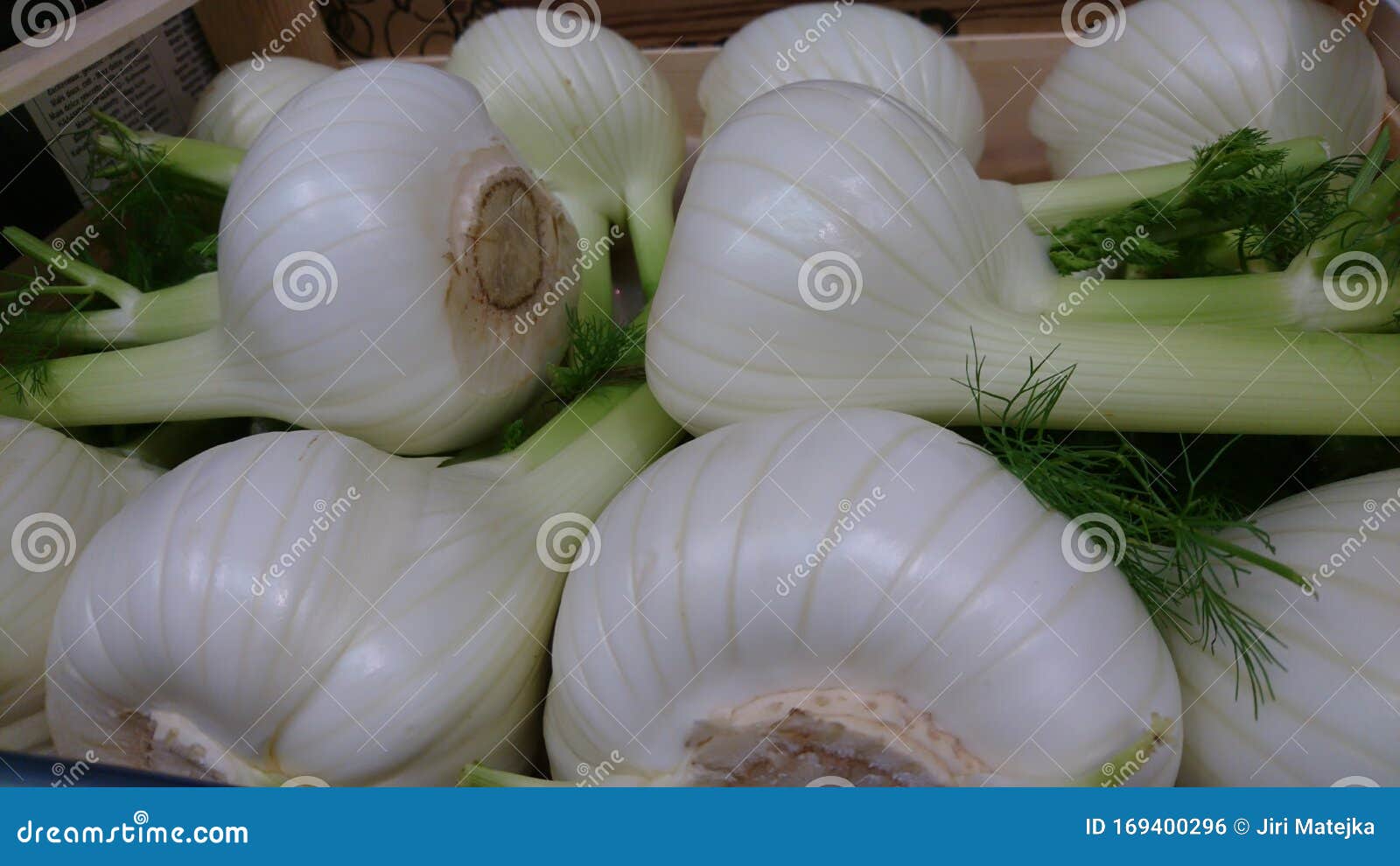 Fennel fruit stock photo. Image of food, vegetables - 169400296