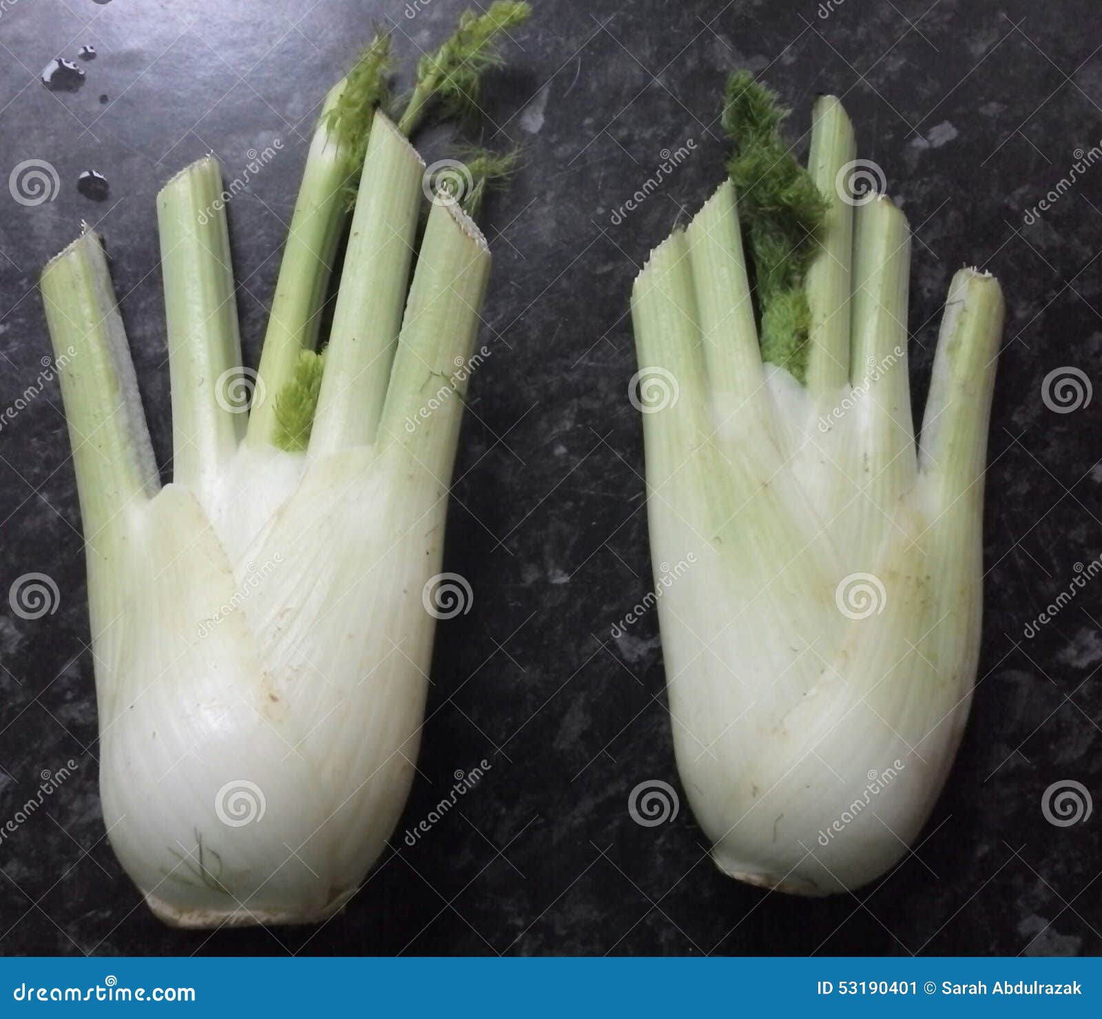 Fennel hands stock image. Image of hands, vegetable, green - 53190401