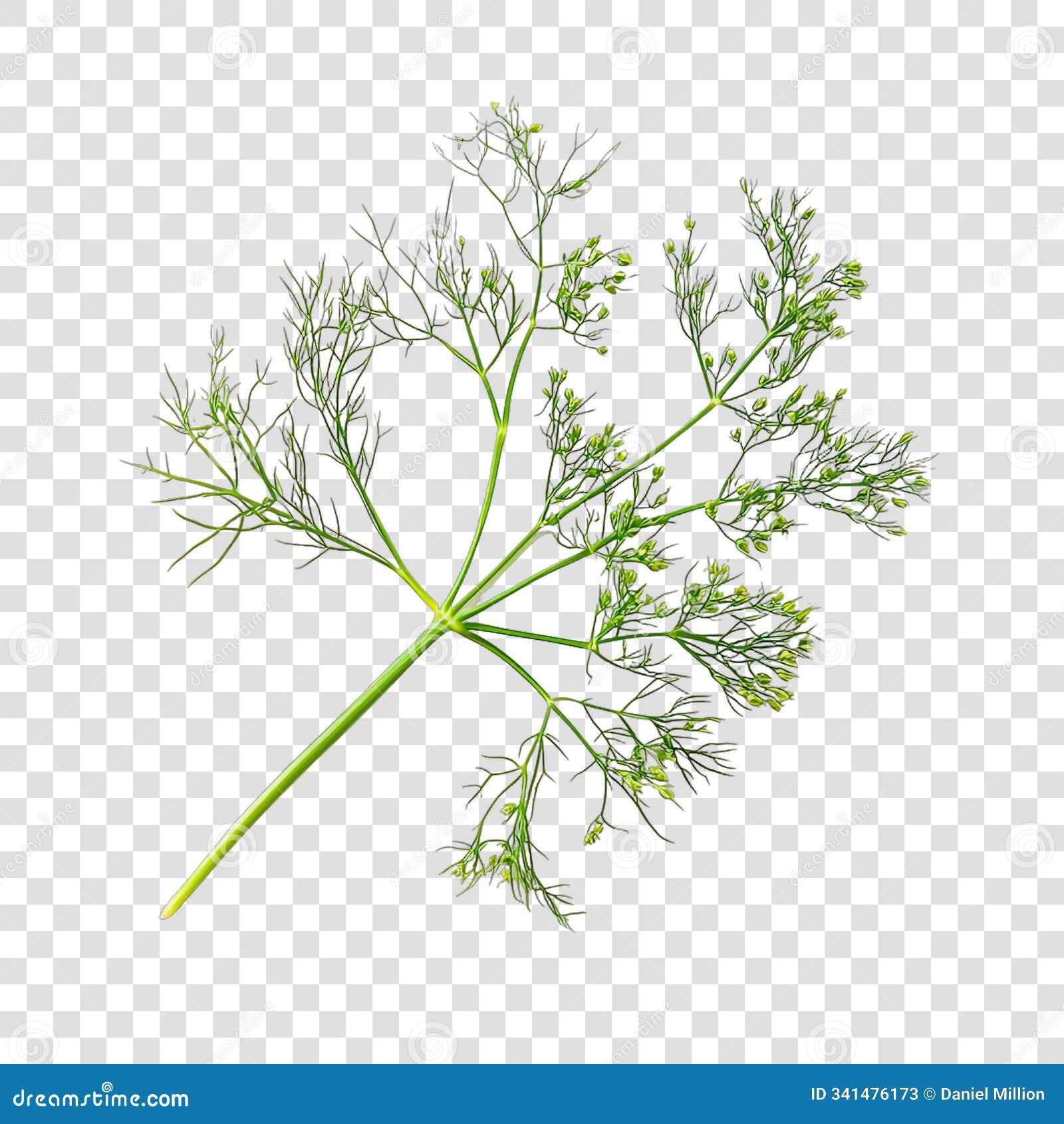 Fennel stock illustration. Illustration of leaf, drawing - 341476173