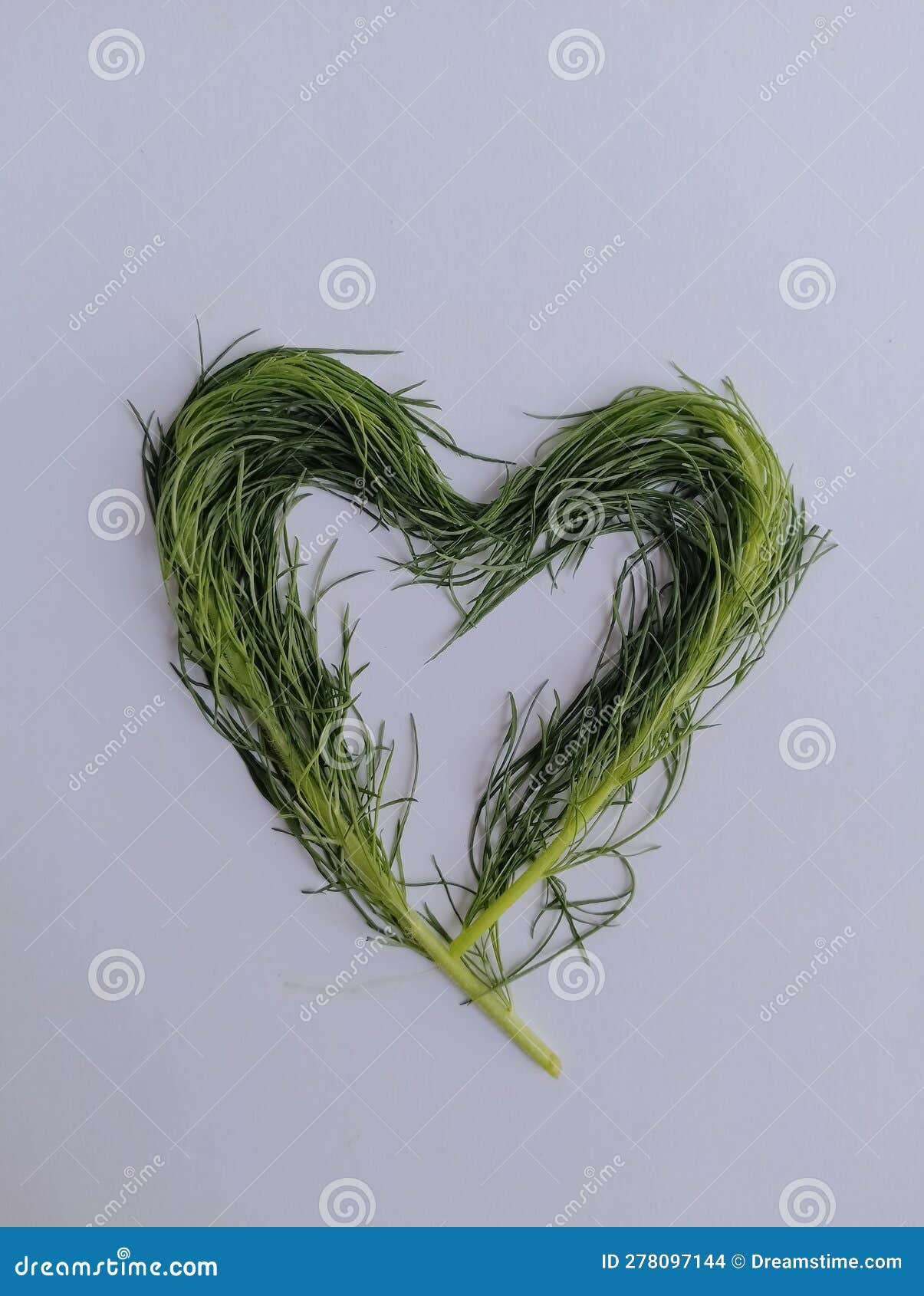 Fennel Leaves are Shaped Like Fresh Green Hearts Stock Photo - Image of ...