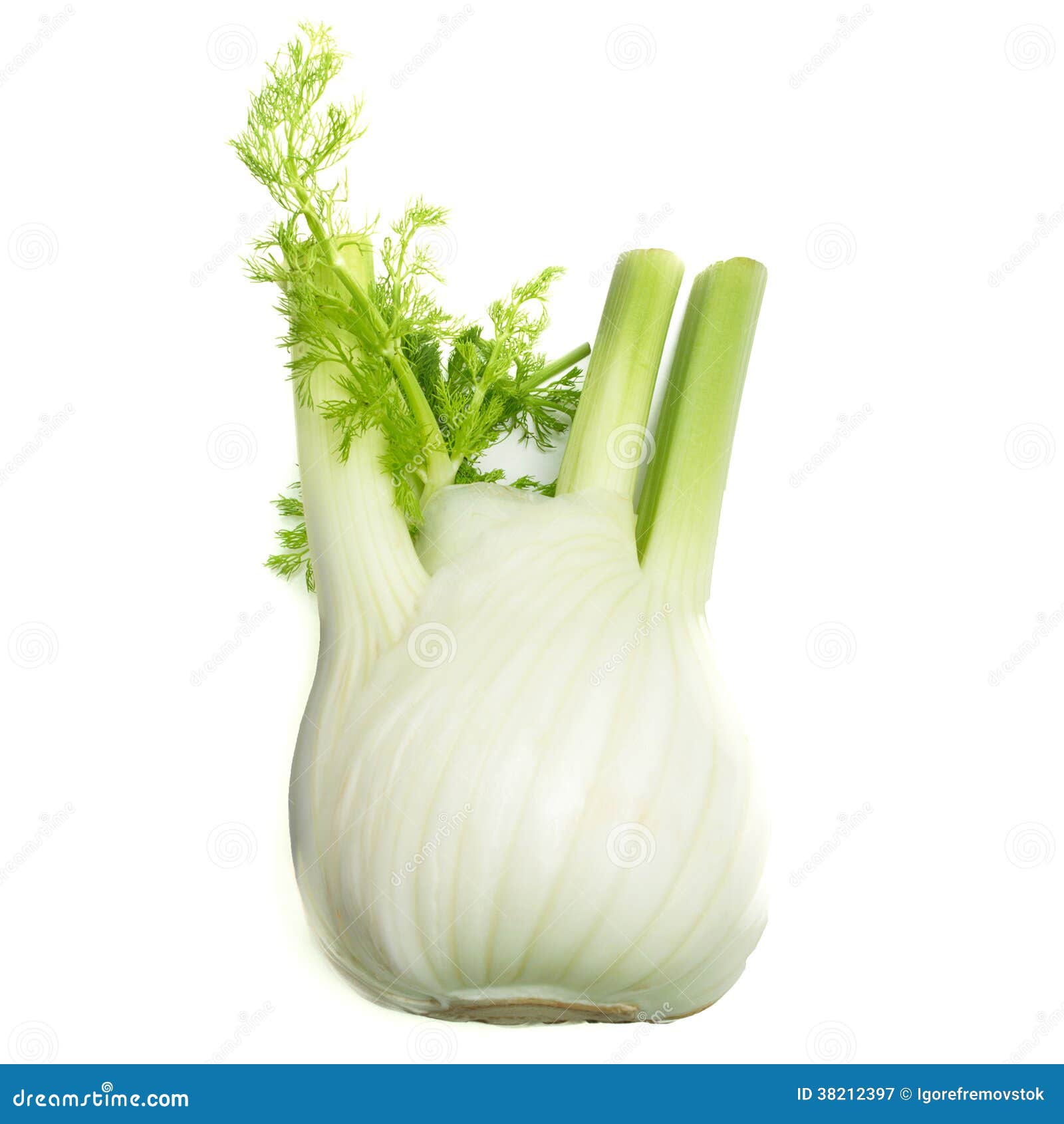 Fennel root stock image. Image of background, group, lifestyle - 38212397