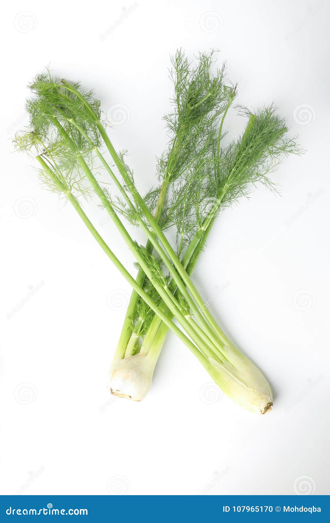 Fennel Root with Long Green Stem Stock Photo - Image of diet ...
