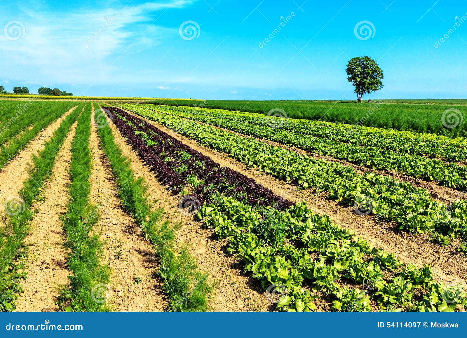 Fennel and Salad Fields in Spring Stock Image - Image of crop ...