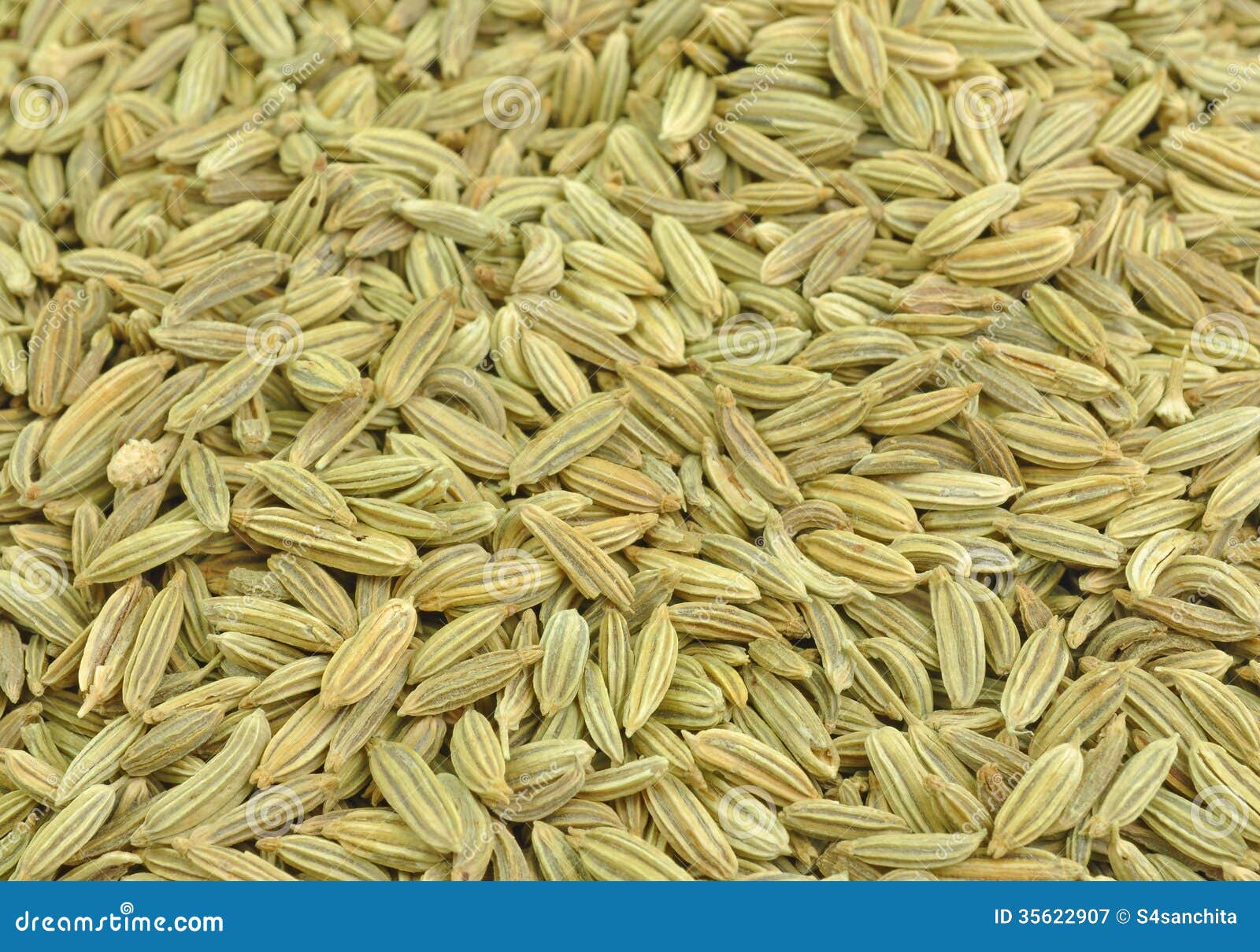 Fennel seeds stock image. Image of structure, spice, detail - 35622907