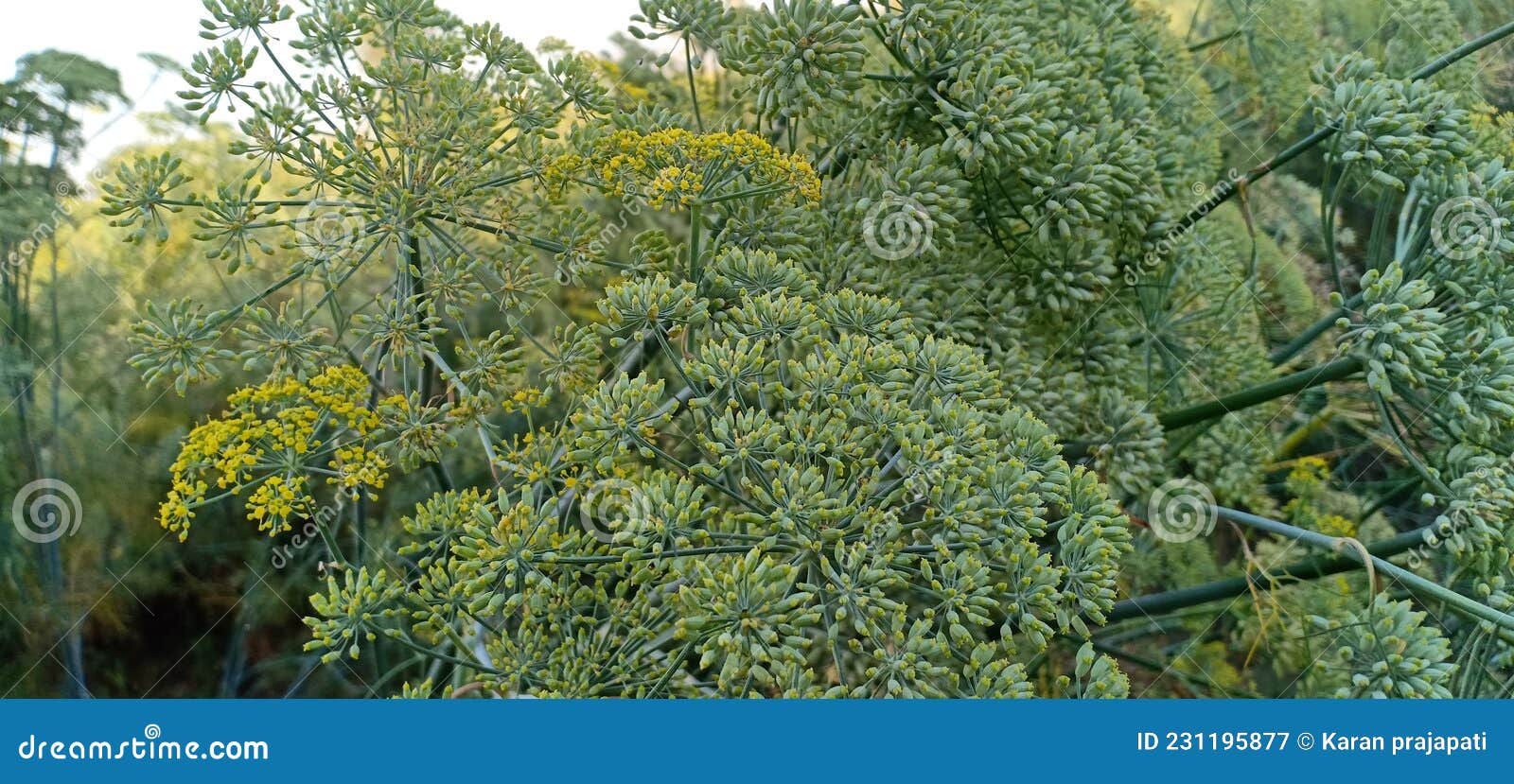 Fennel Seeds Tree, Variyal Tree. Stock Image - Image of branch, yellow ...