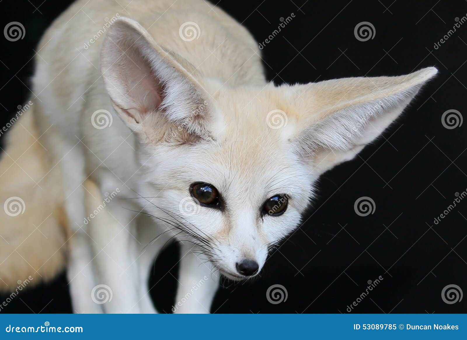 Fennic Desert Fox with Large Ears Stock Image - Image of large ...