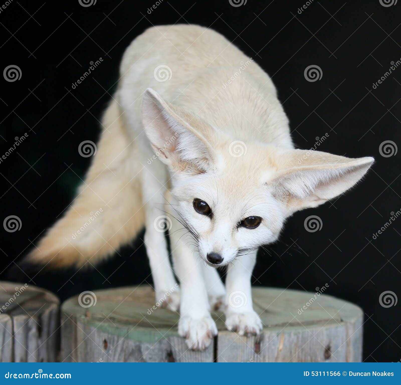 Fennic Desert Fox with Large Ears Stock Photo - Image of ears, nature ...