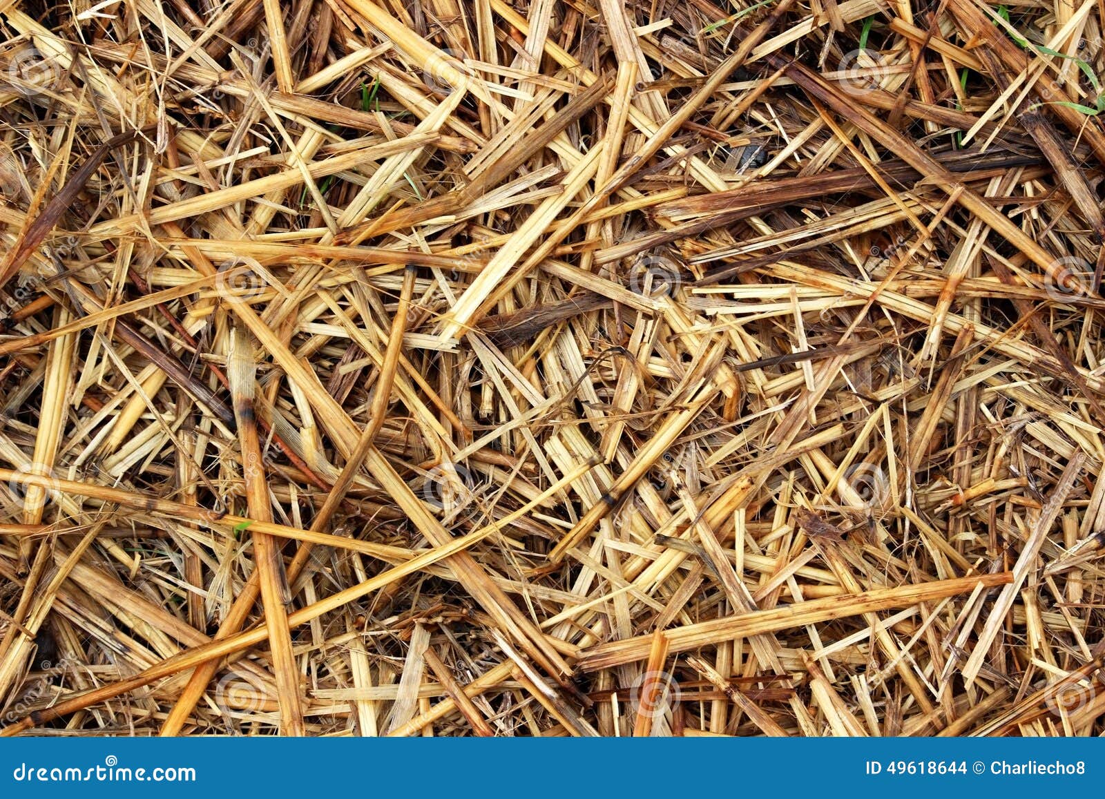 Feno foto de stock. Imagem de macro, feno, fazenda, ambiente - 49618644