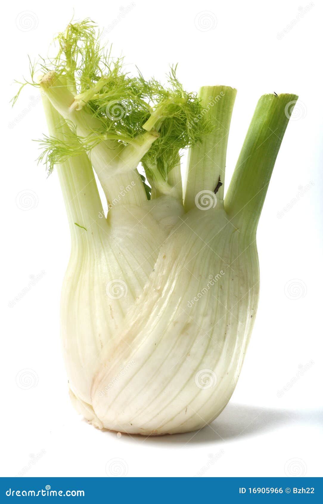 Fenouil photo stock. Image du culinaire, blanc, cuisine - 16905966