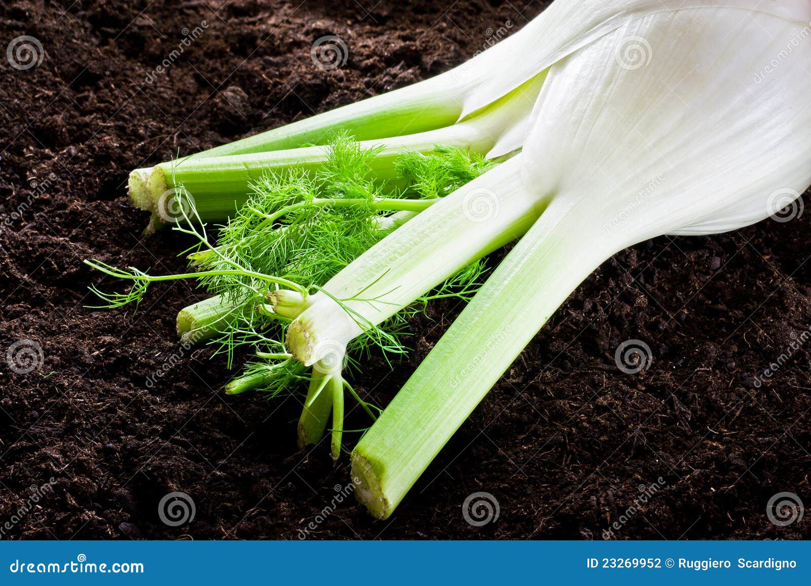 Fenouil et prise de masse photo stock. Image du fenouil - 23269952