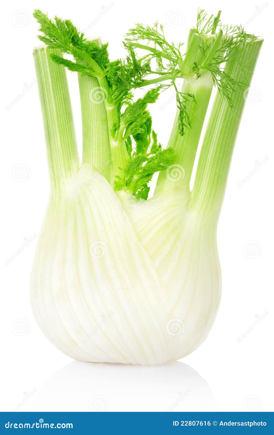 Fenouil sur le fond blanc photo stock. Image du anis - 22807616
