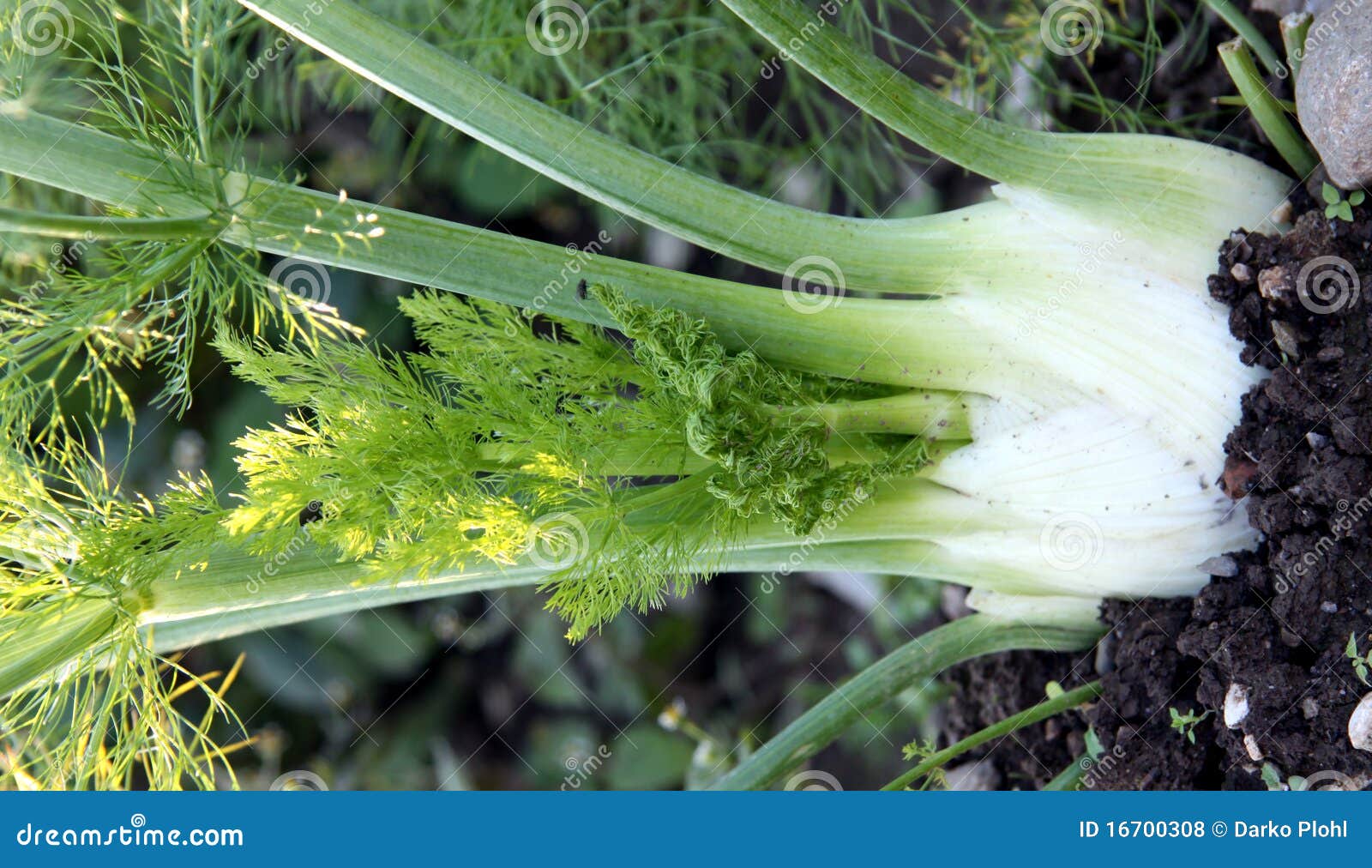 Fenouil - Vulgare De Foeniculum Photo stock - Image du savoureux, blanc ...