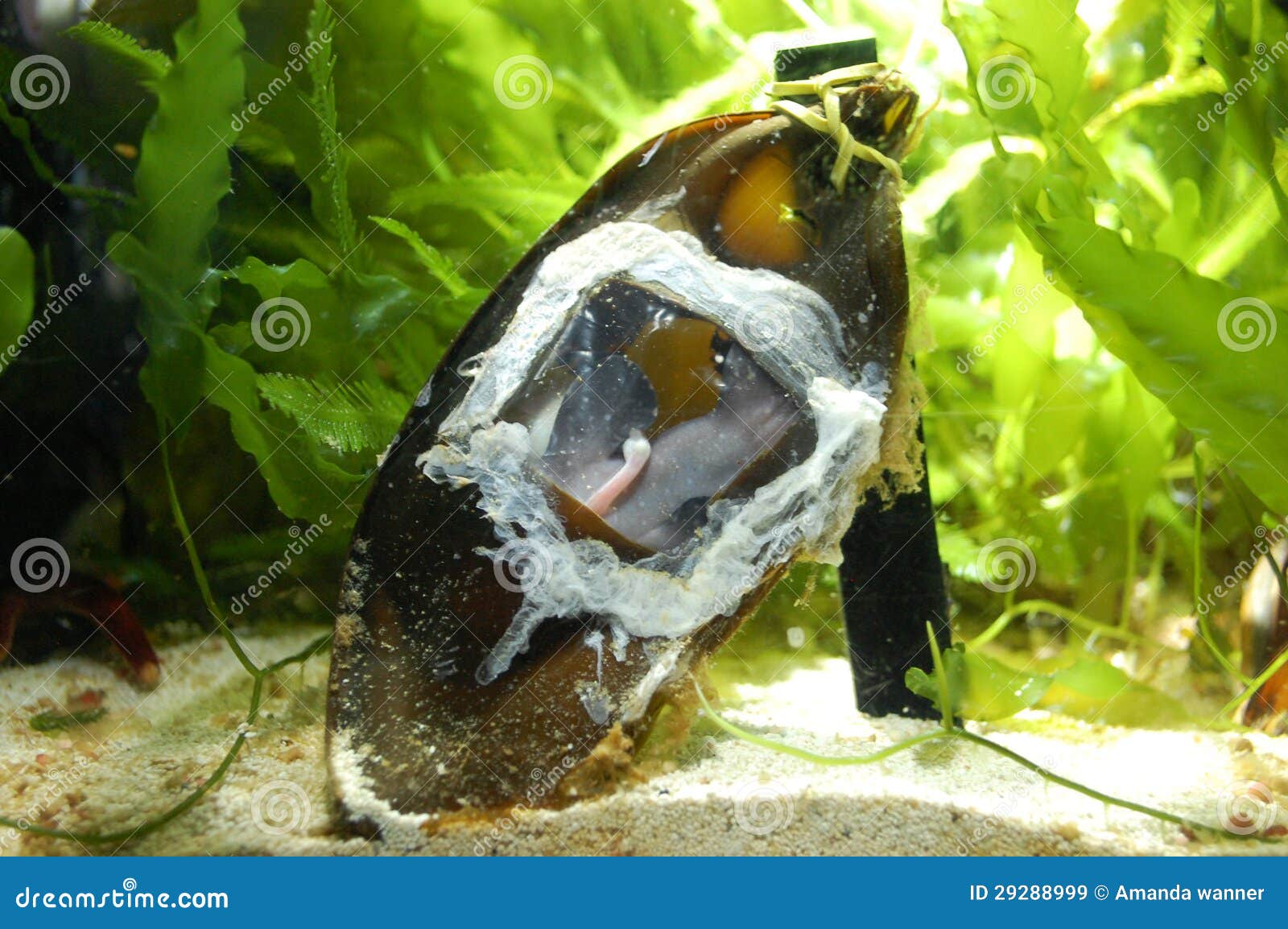 Fenster im Haifischei stockbild. Bild von haifisch, salz - 29288999