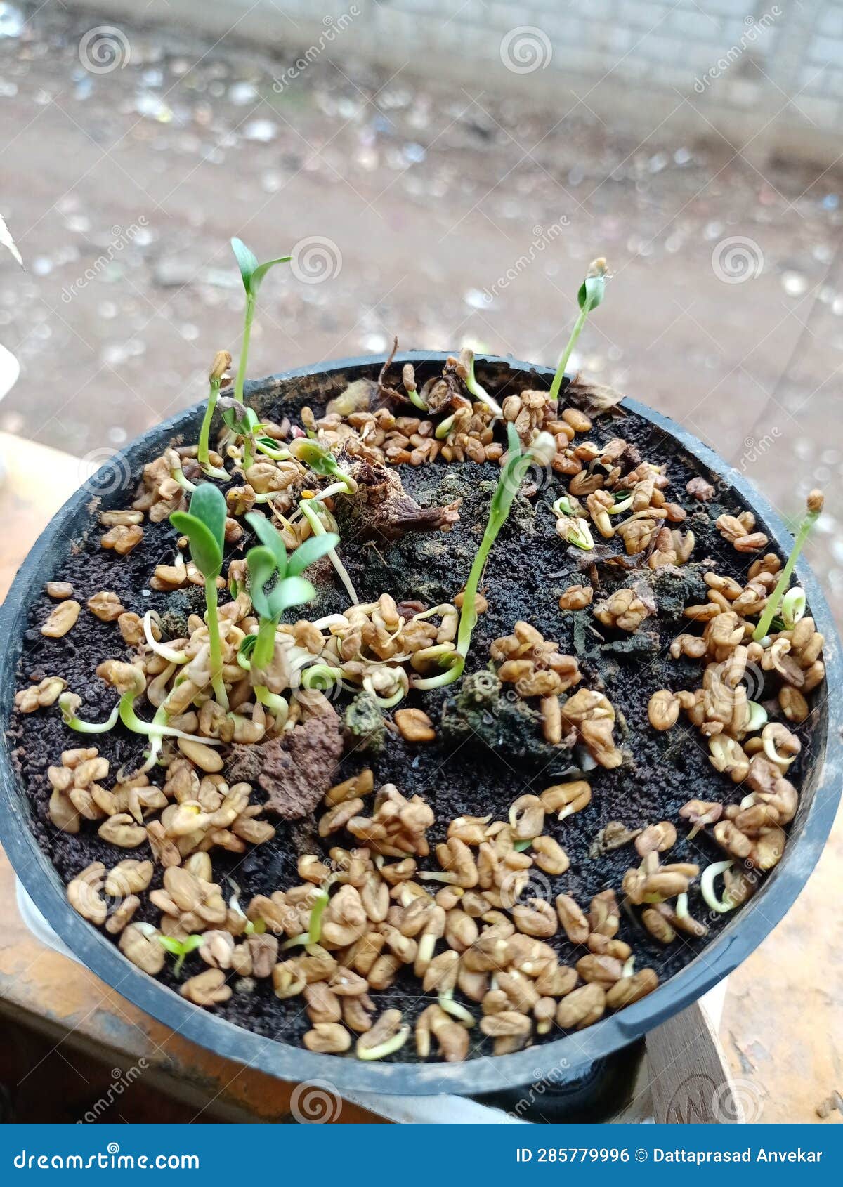 Fenugreek Growing Front of House in the Pot Stock Photo - Image of herb ...