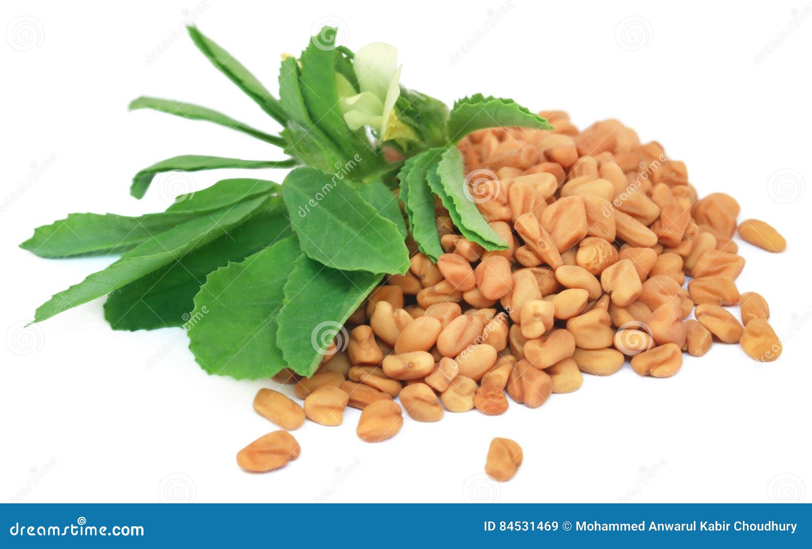Fenugreek Or Alholva Seeds, Copy Space, White Background, Top View ...
