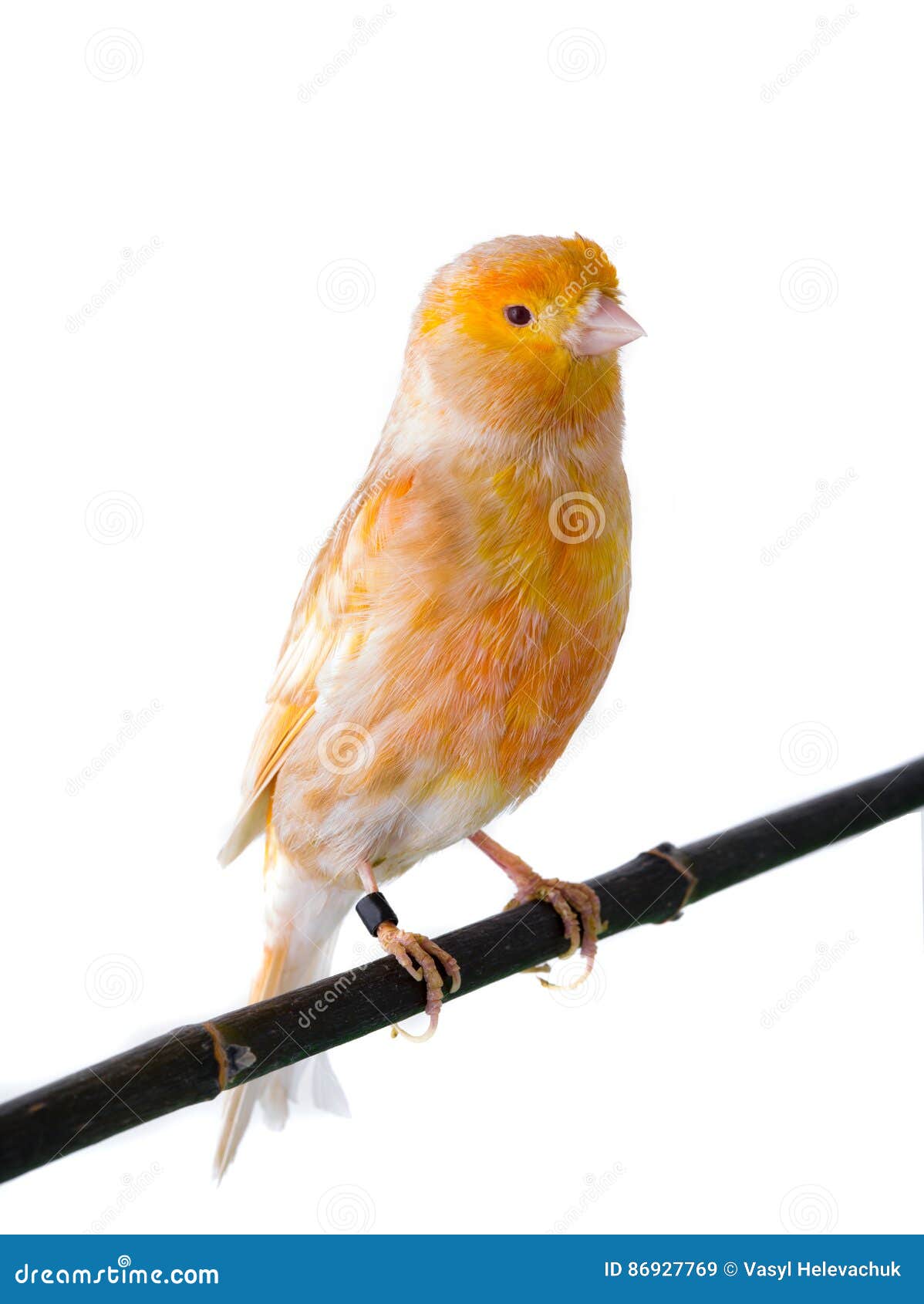 Feo canary stock image. Image of people, wildlife, studio - 86927769