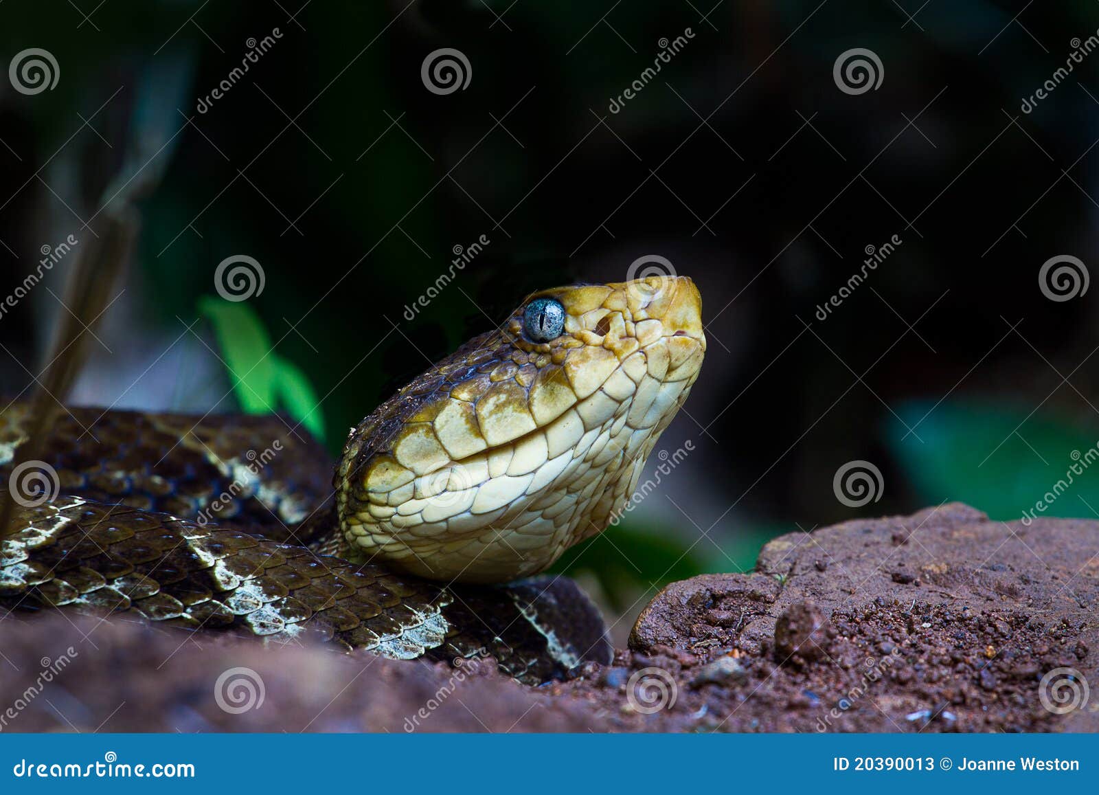 Fer de Lance stock image. Image of predator, toxic, harmful - 20390013