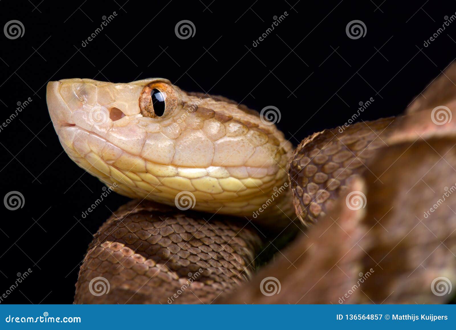 Fer-de-Lance Bothrops Asper Stock Image - Image of bites, honduras ...