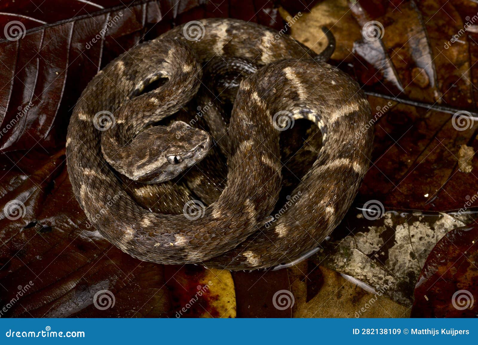 Lancehead or Fer-de-lance (Bothrops Atrox) Stock Image - Image of atrox ...