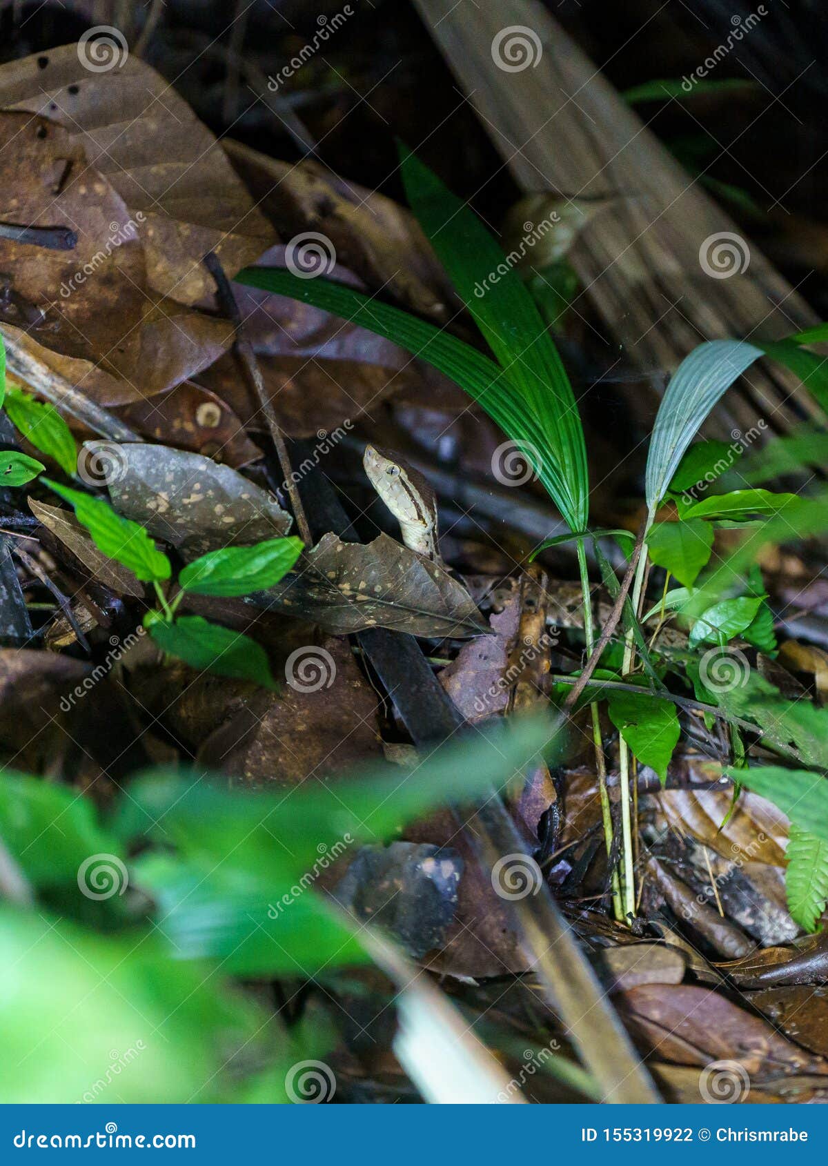 Fer-De-Lance (Bothrops Atrox) in Costa Rica Stock Photo - Image of ...