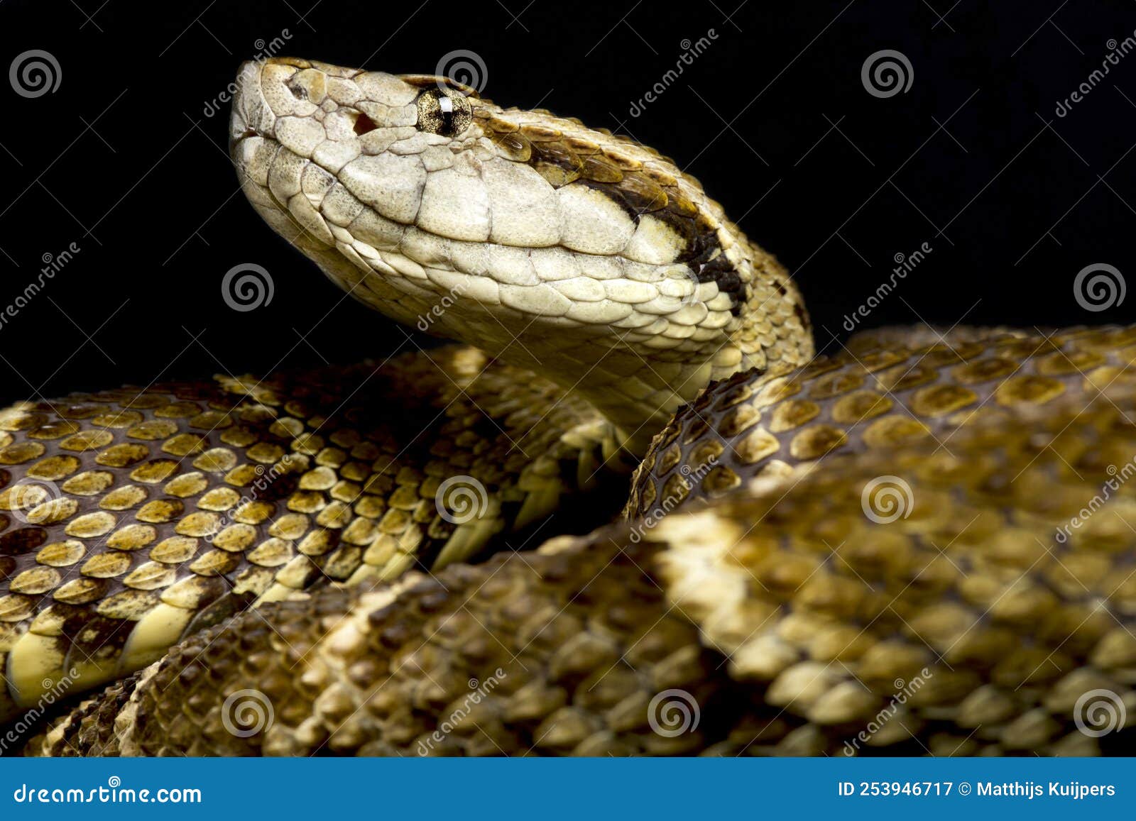 Fer-de-Lance Bothrops Atrox Stock Image - Image of deadly, venomous ...