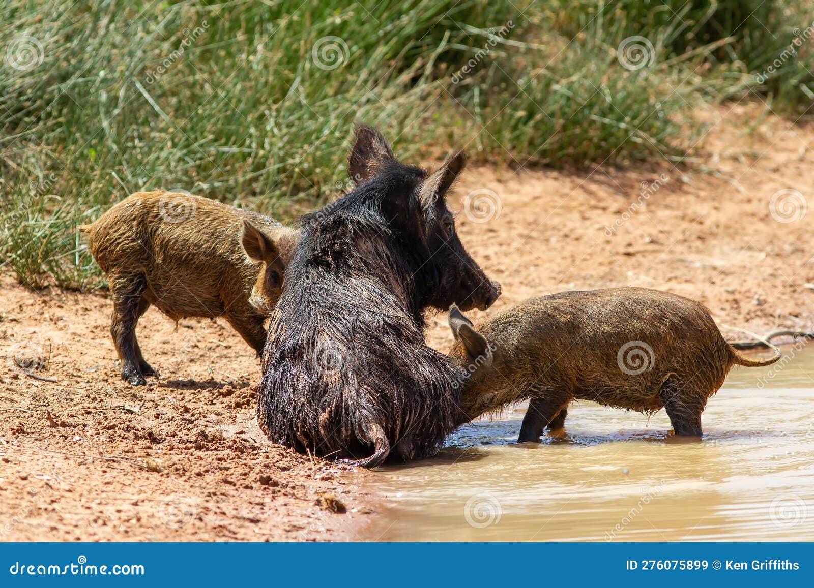 Feral Australian Pig stock image. Image of piglets, wild - 276075899