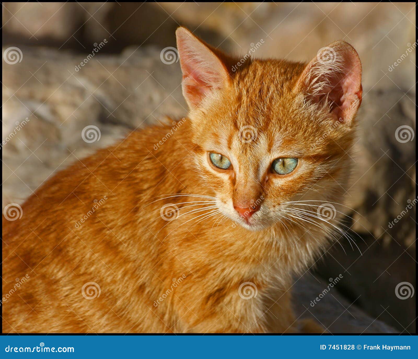Feral Cat 1 stock photo. Image of ashkelon, hair, kitty - 7451828