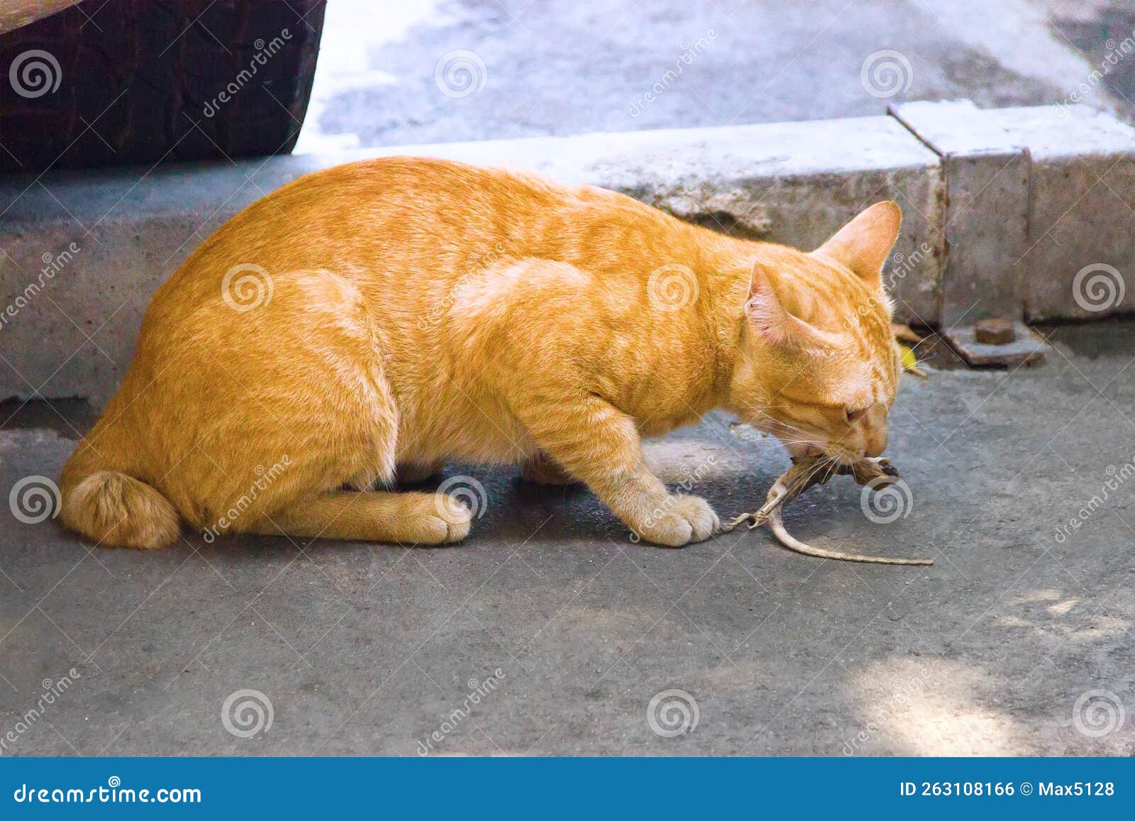 Feral cat caught a lizard stock photo. Image of animals - 263108166