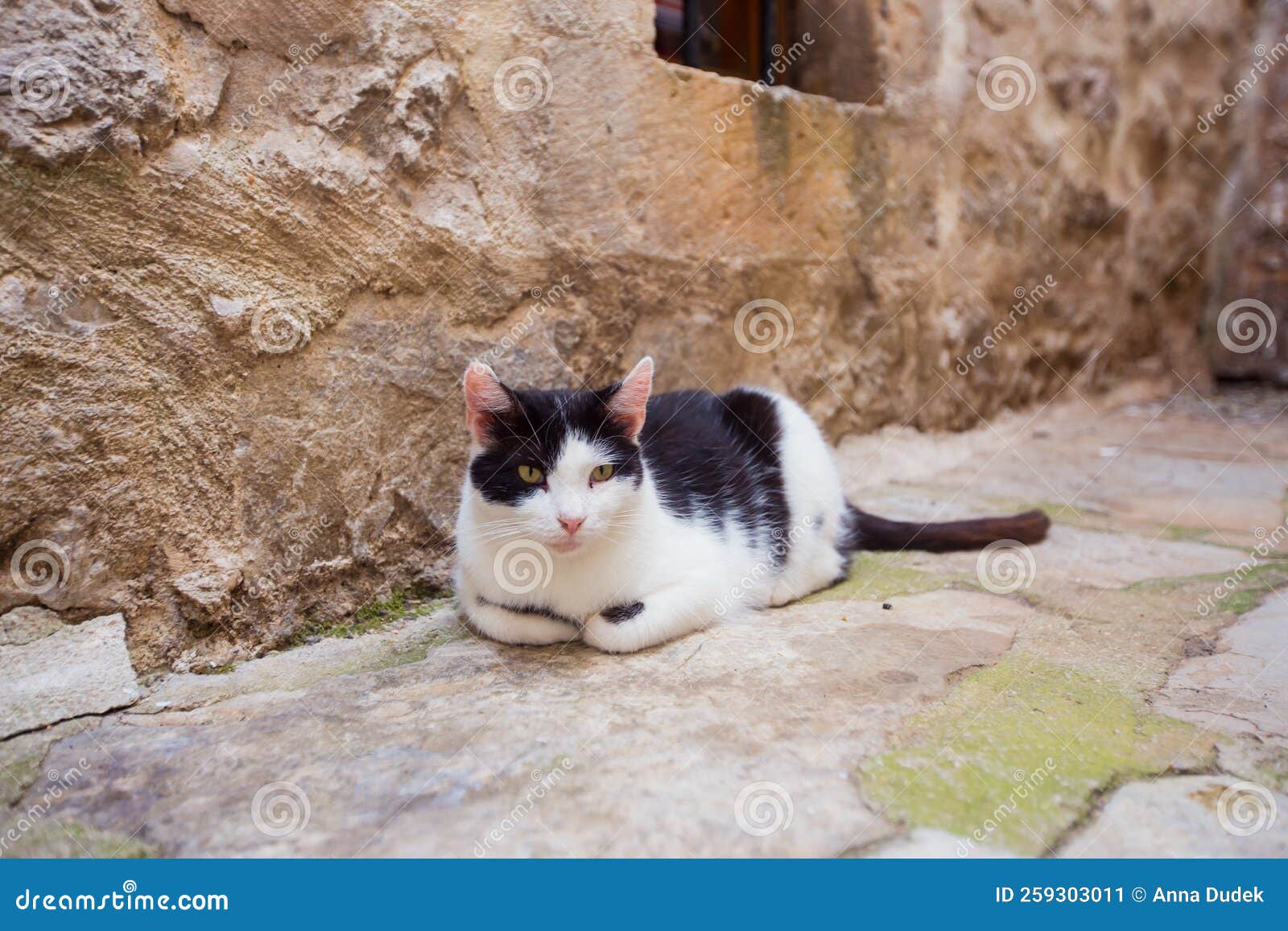 Feral Cat in Kotor, Montenegro Stock Image - Image of european, looking ...