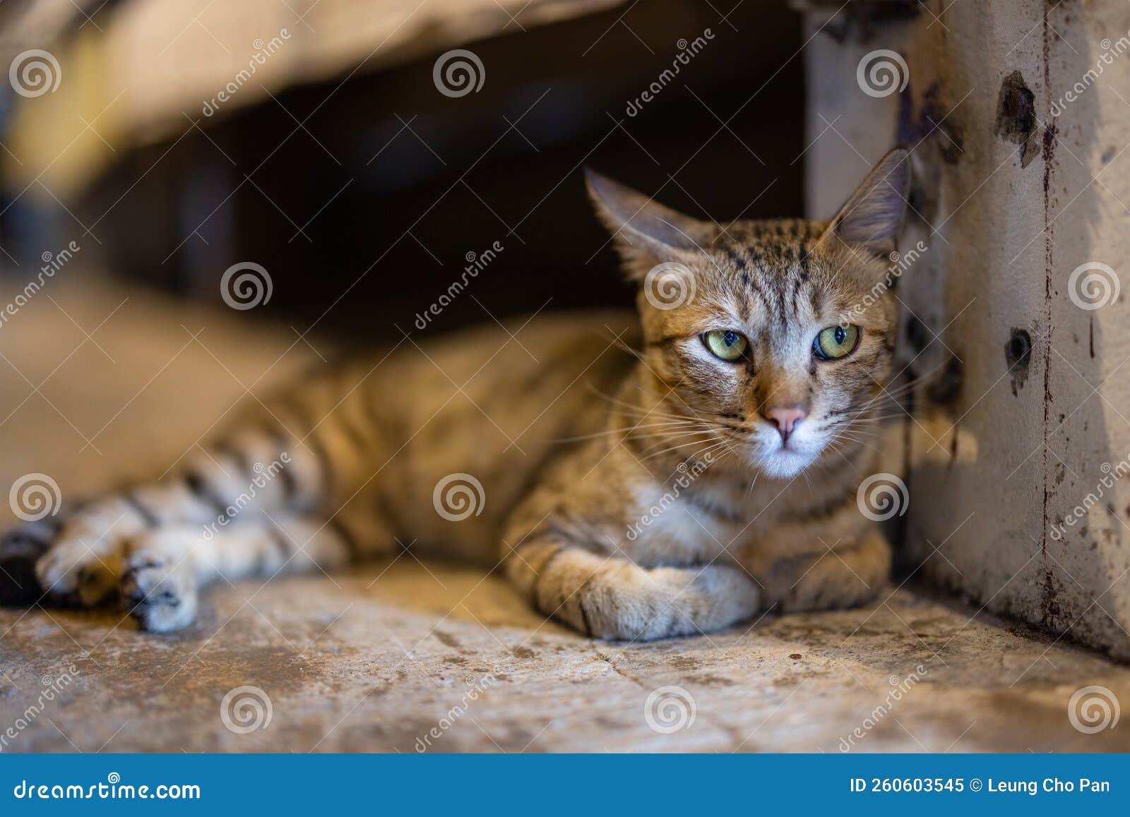 Feral Cat Lying on Ground at Outdoor Stock Image - Image of domestic ...