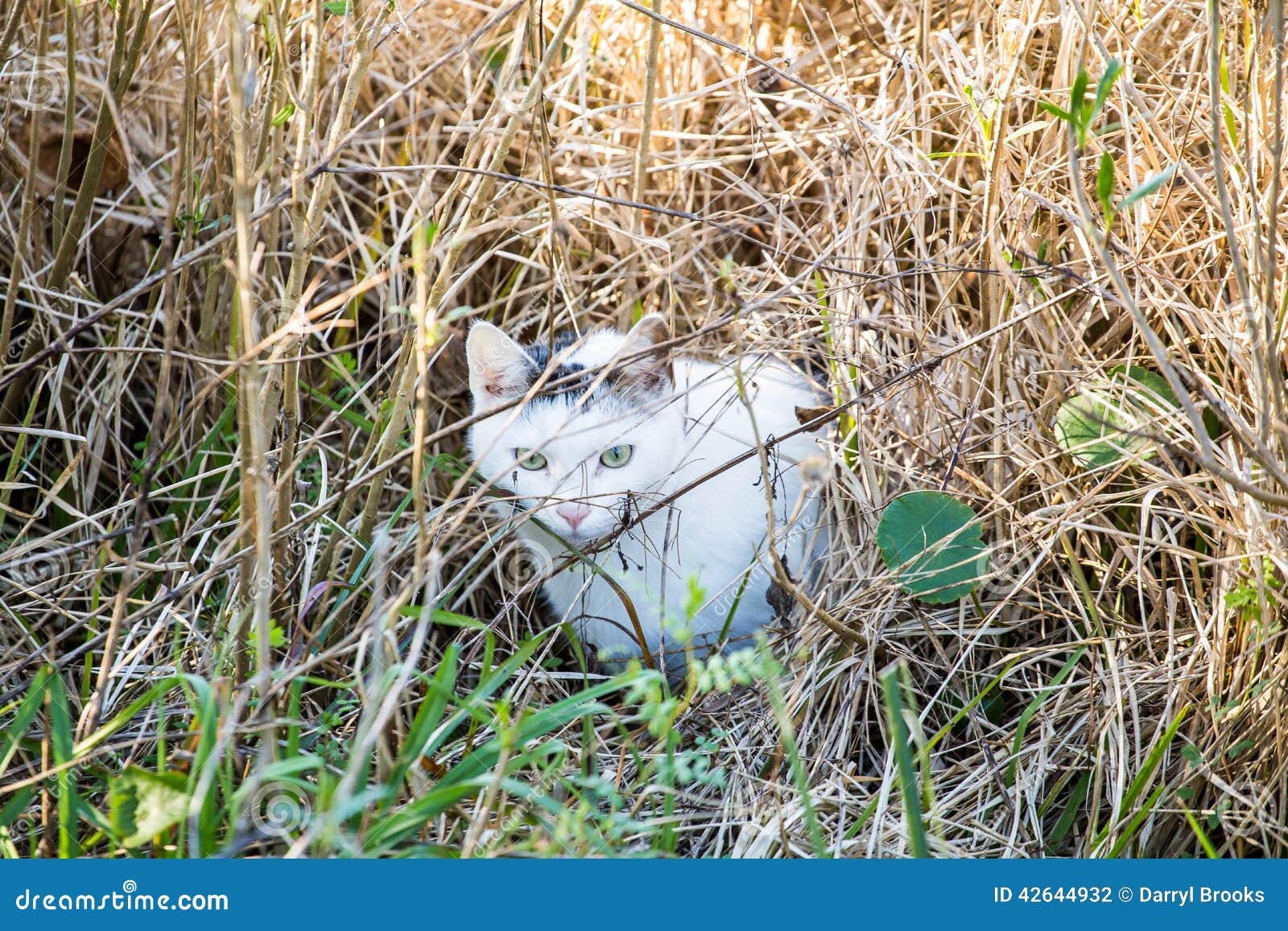Feral Cat in Wetland Marsh stock photo. Image of looking - 42644932